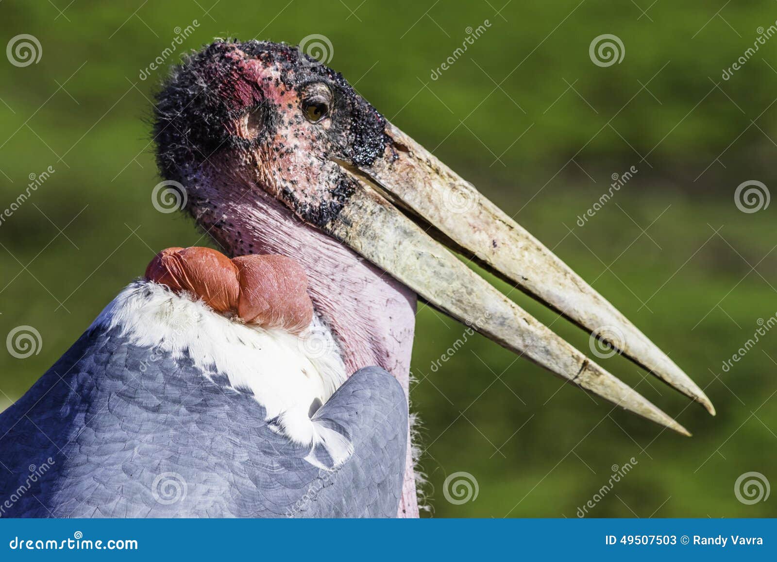 Large Marabou Stork Head stock image. Image of open, avian - 49507503