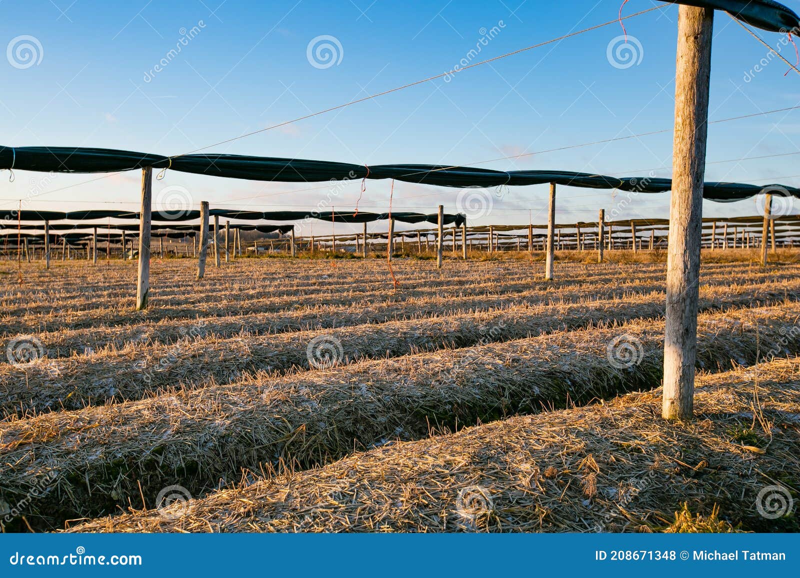 Large Marathon County, Wisconsin Ginseng Field in December Stock Photo ...