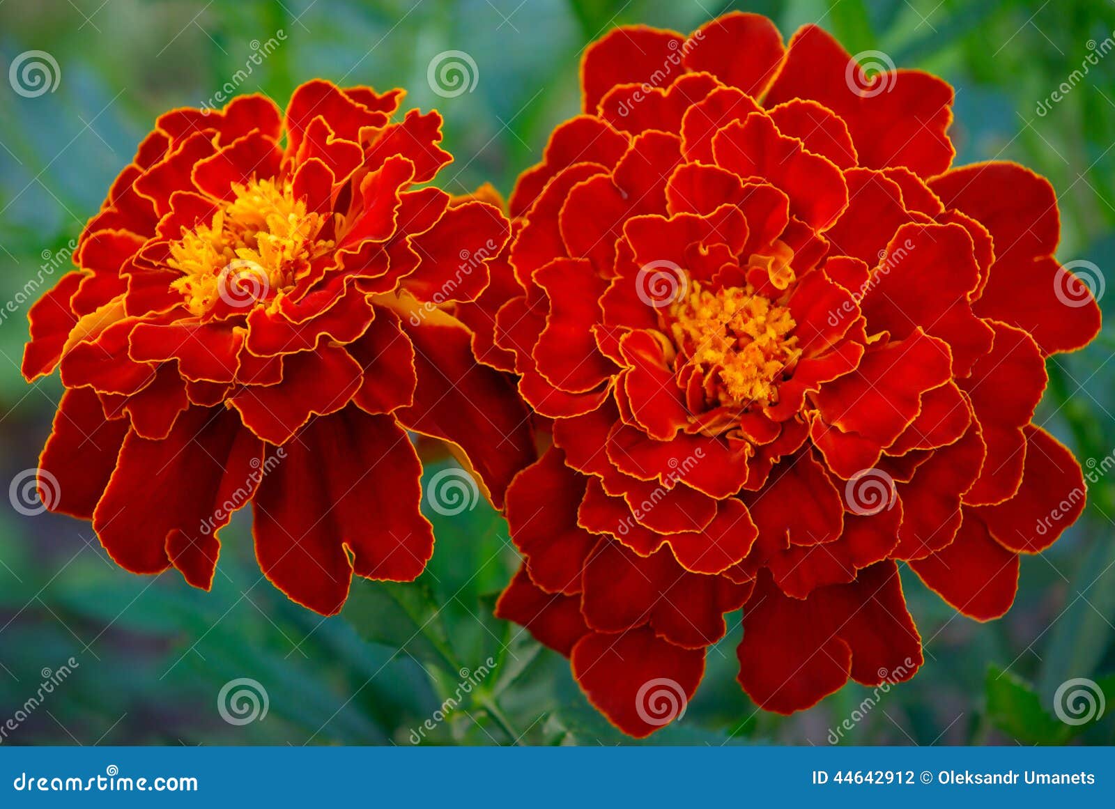 Large Marigold Flowers Growing on a Green Flower Bed Stock Photo ...