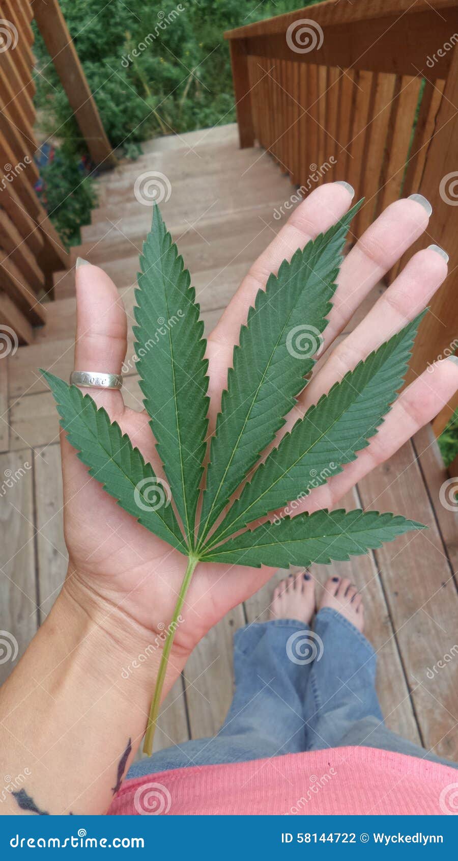 Large Marijuana Leaf Stock Photo - Image: 58144722
