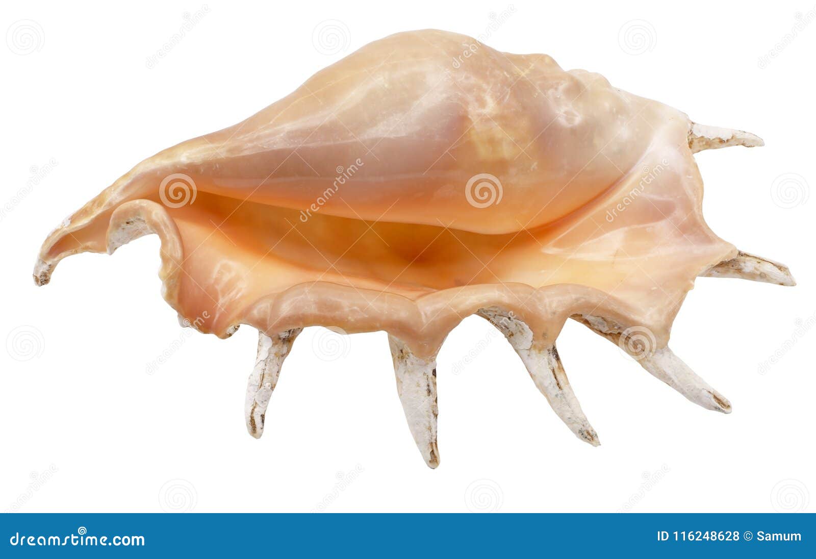Large marine shell stock photo. Image of ocean, tropical - 116248628