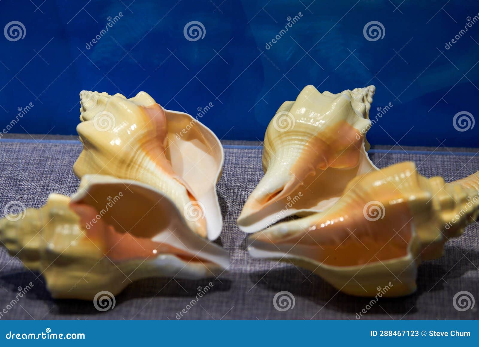 Large Marine Shell Specimens of Various Shapes Stock Image - Image of ...