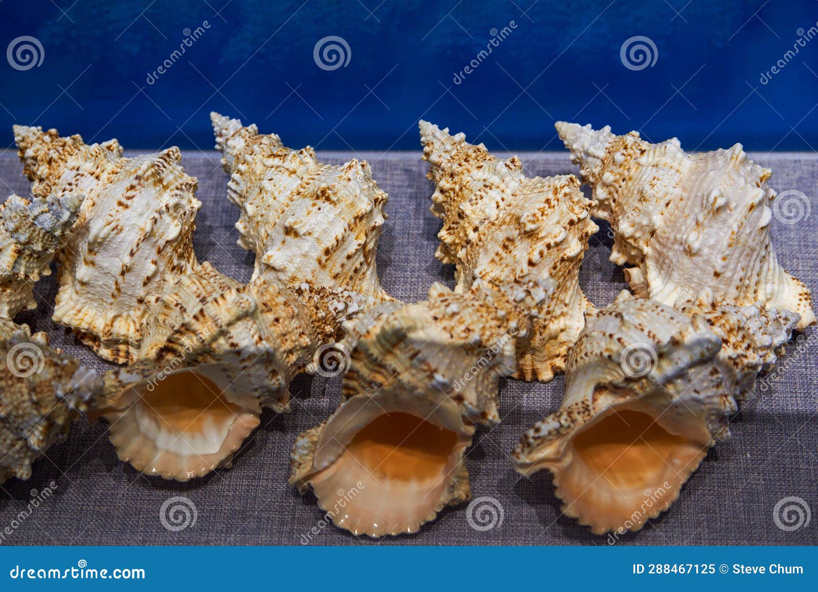 Large Marine Shell Specimens of Various Shapes Stock Image - Image of ...
