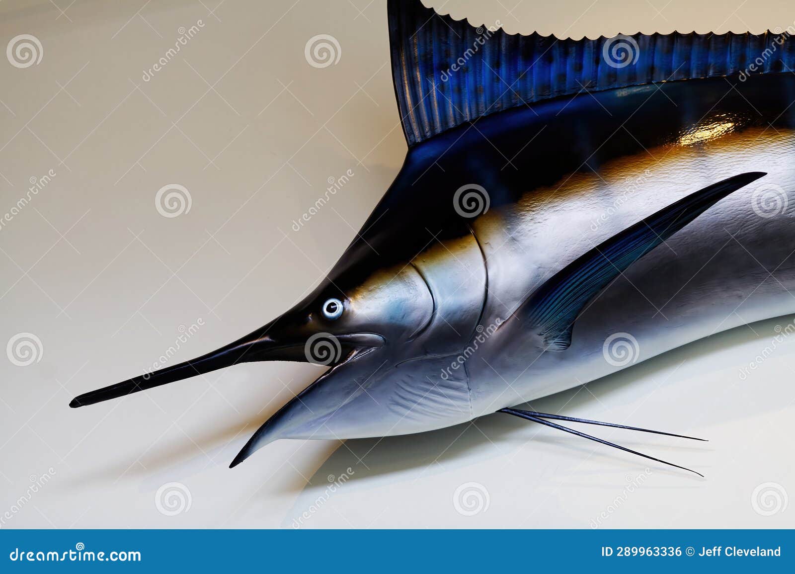 Front of Large Marlin Model Fish Mounted on Wall Stock Photo - Image of ...