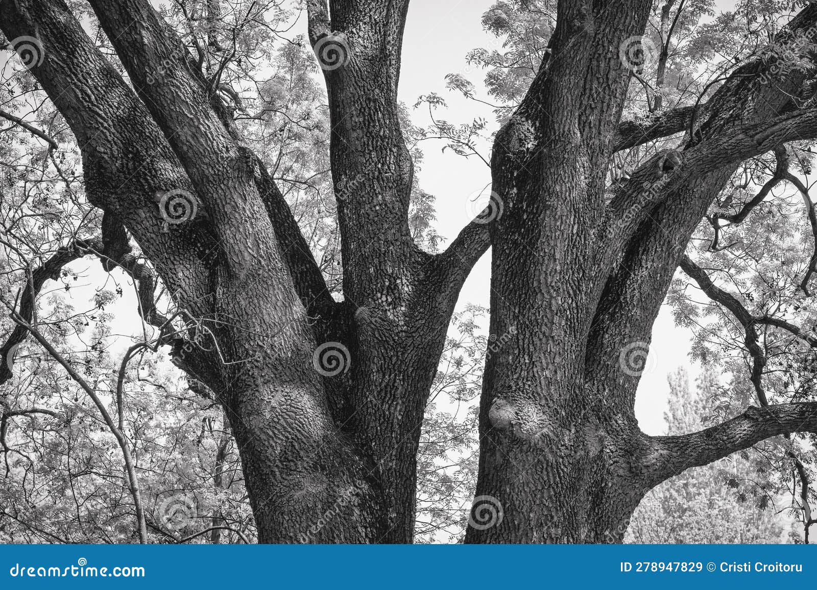 Large Massive Tree Trunk Branches Split in Two. Black and White ...