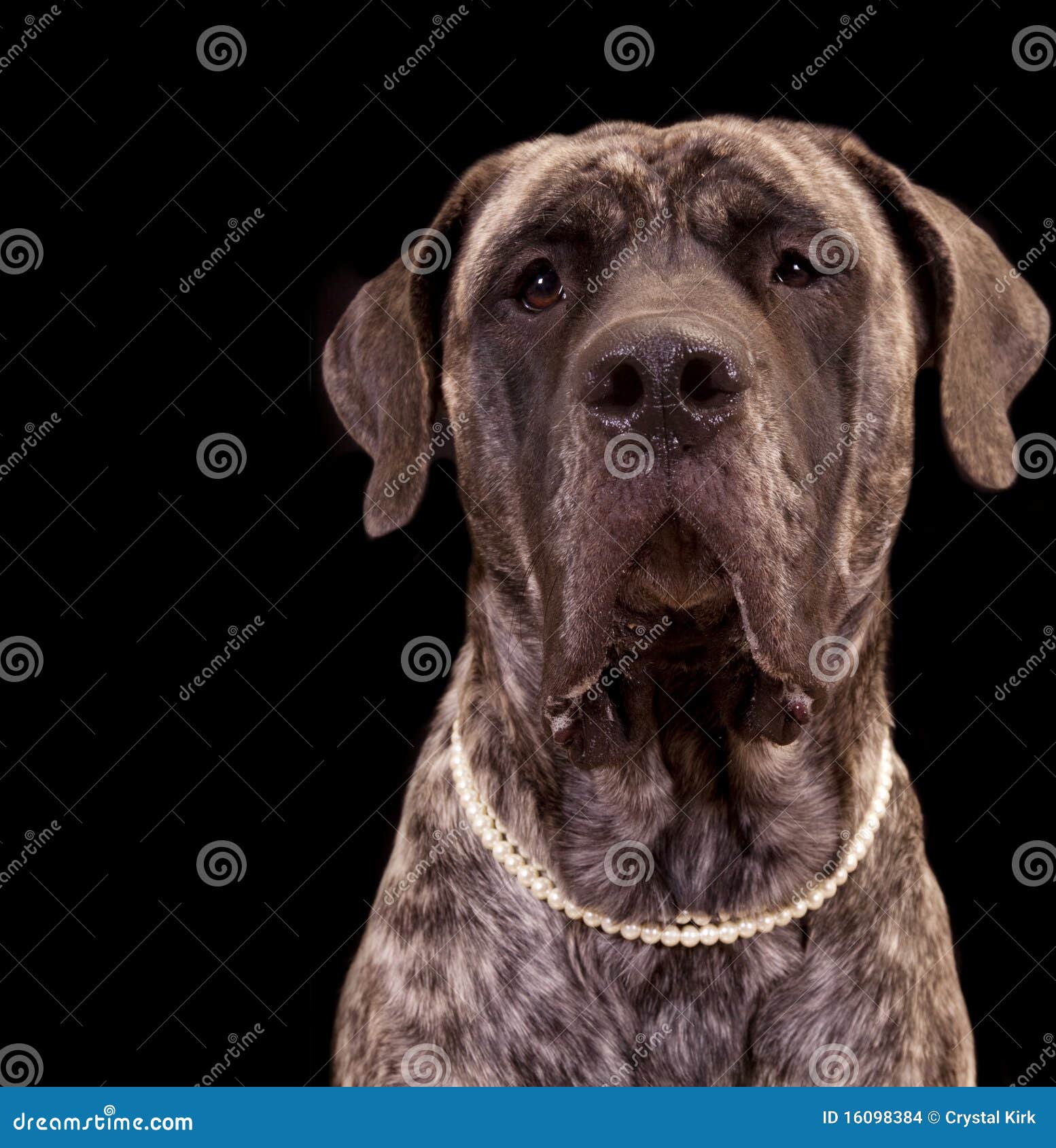Large Mastiff dog stock photo. Image of cute, mastiff - 16098384