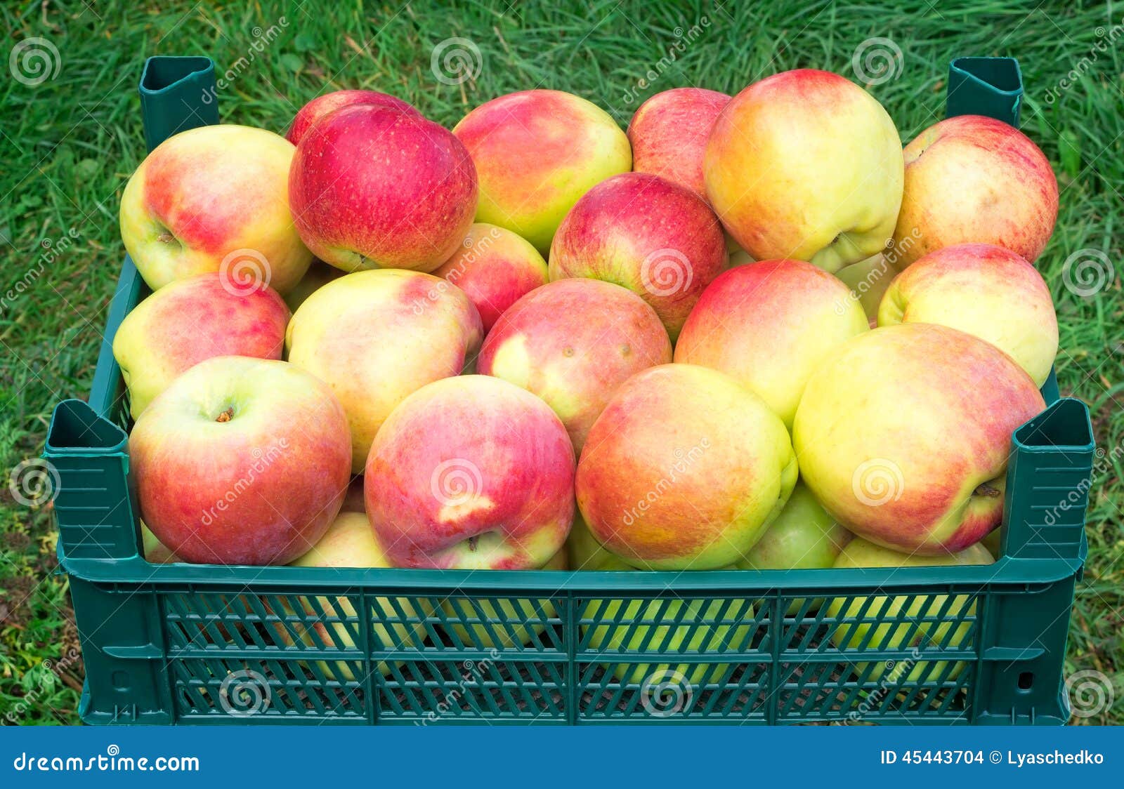 Large Mature Apples in the Container for Storage.. Stock Photo - Image ...