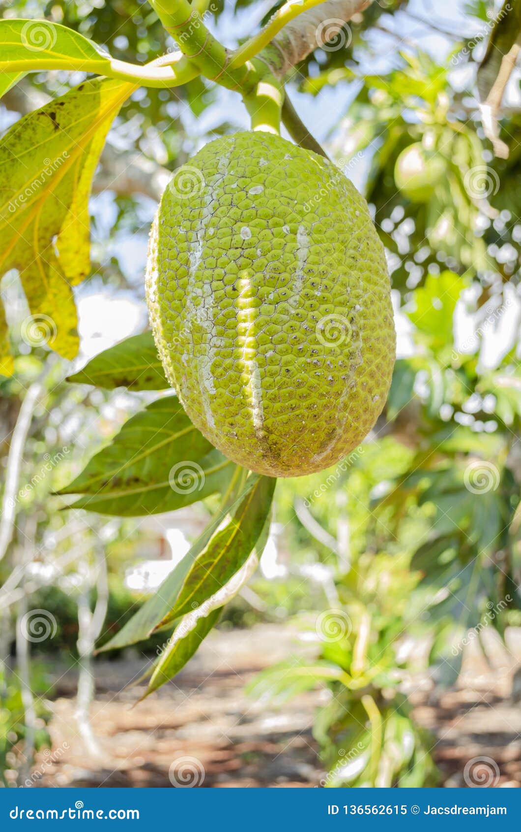 Sunshine on Mature Tree Breadfruit Stock Image - Image of kada, green ...