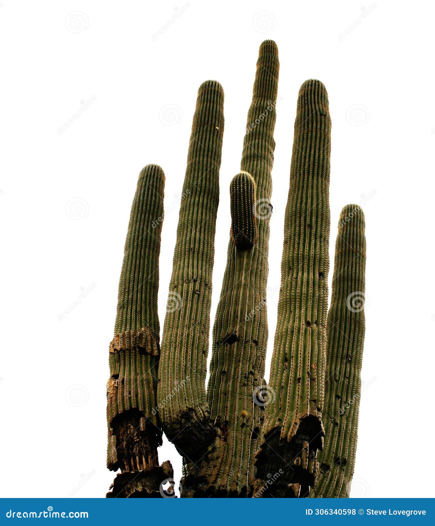 Large Mature Saguaro Cactus with Multiple .arms Stock Photo - Image of ...