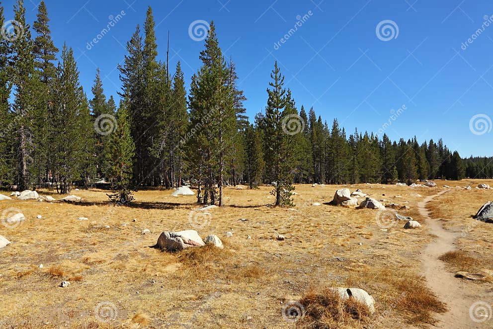 The Large Meadow with Fur-trees and Mountains Stock Photo - Image of ...