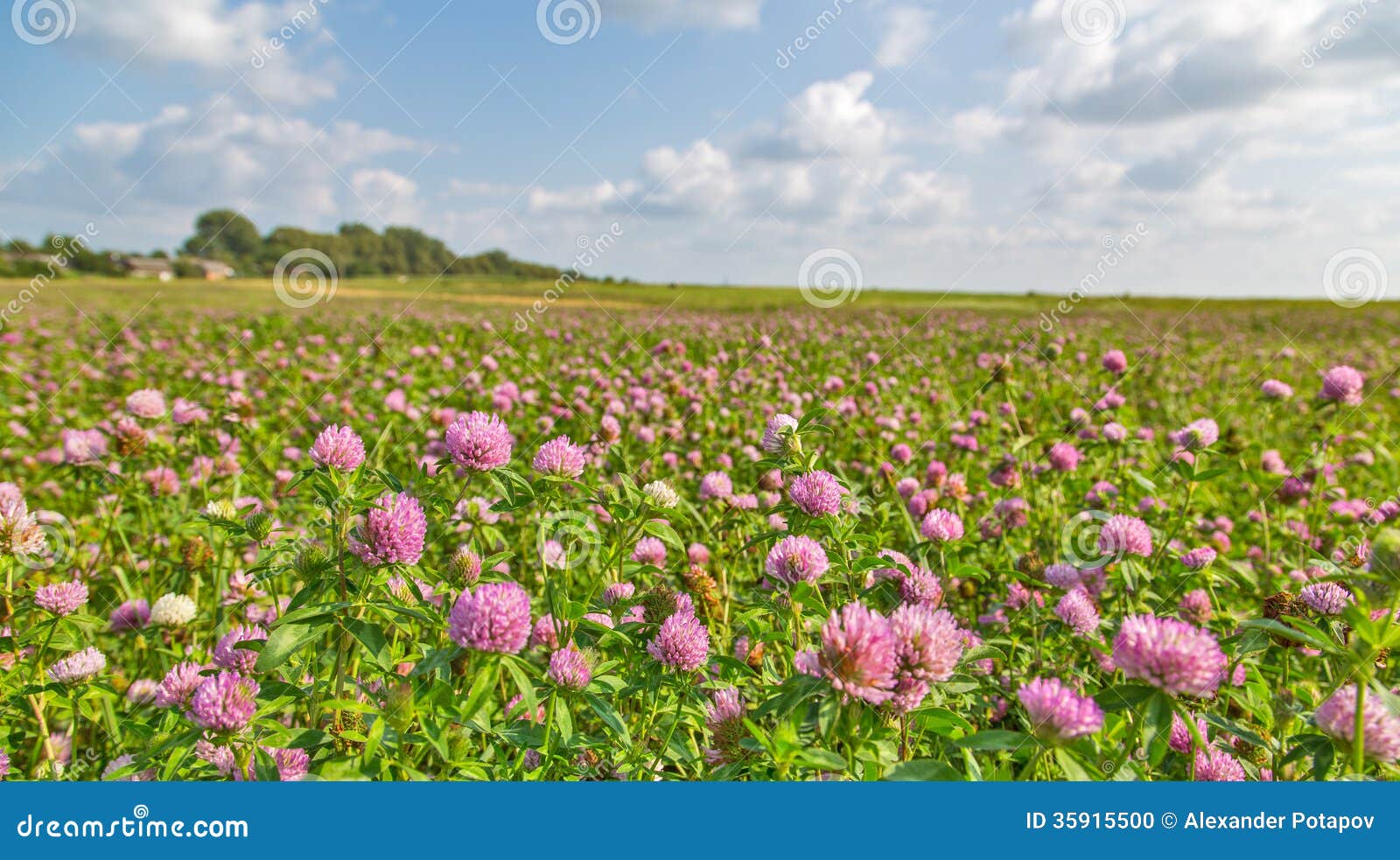Large Meadow of Pink Clover Stock Photo - Image of selective, flower ...