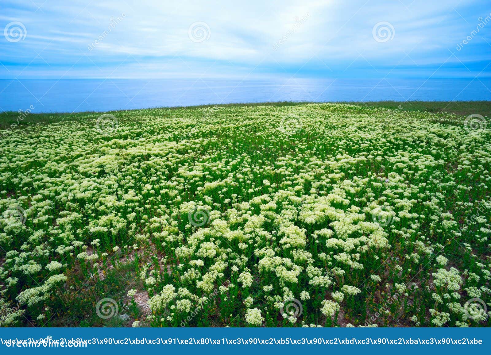 Large Meadow Steppe Flowers by the Sea . Stock Image - Image of bush ...