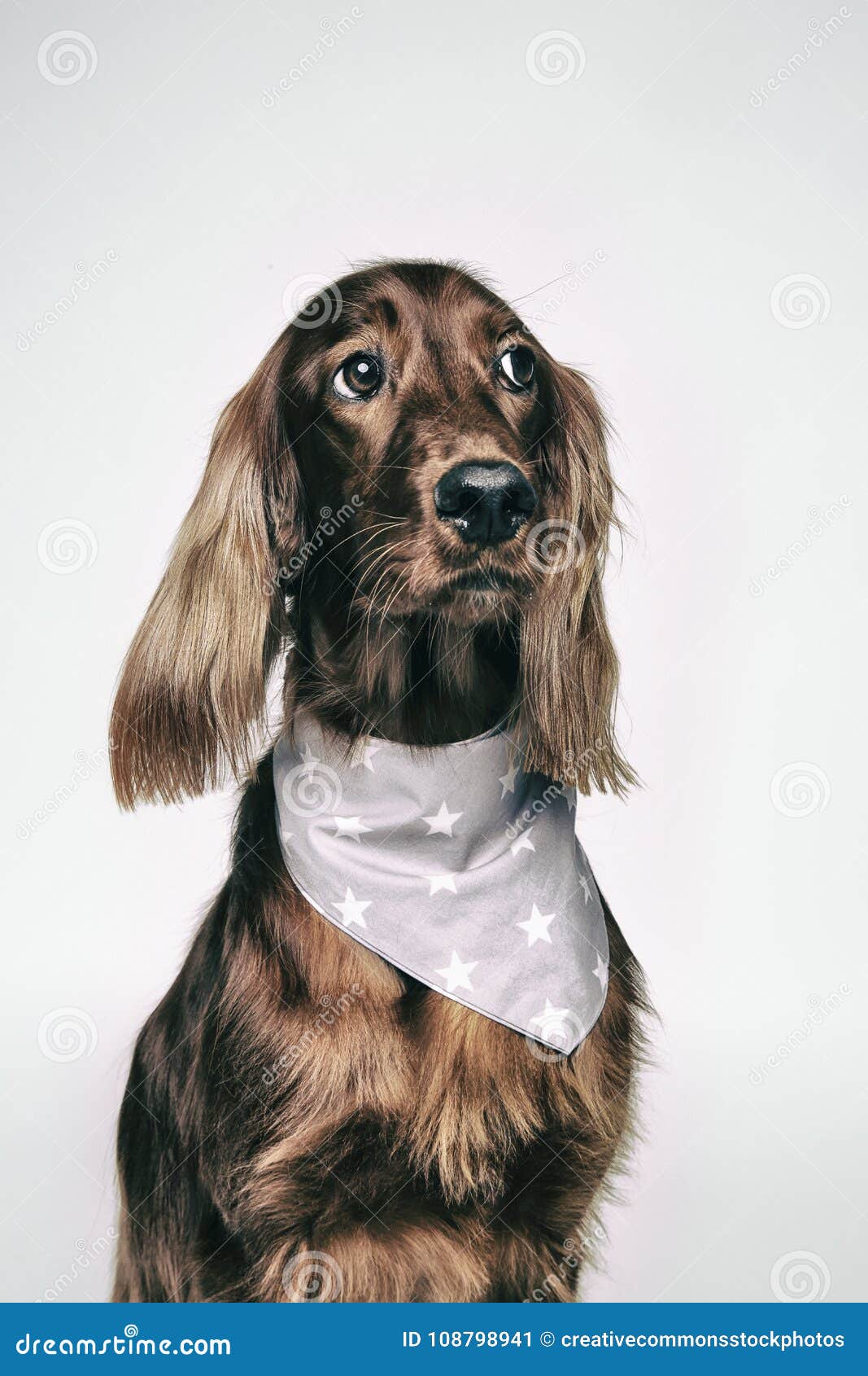 Large Medium-coated Fawn Dog Picture. Image: 108798941