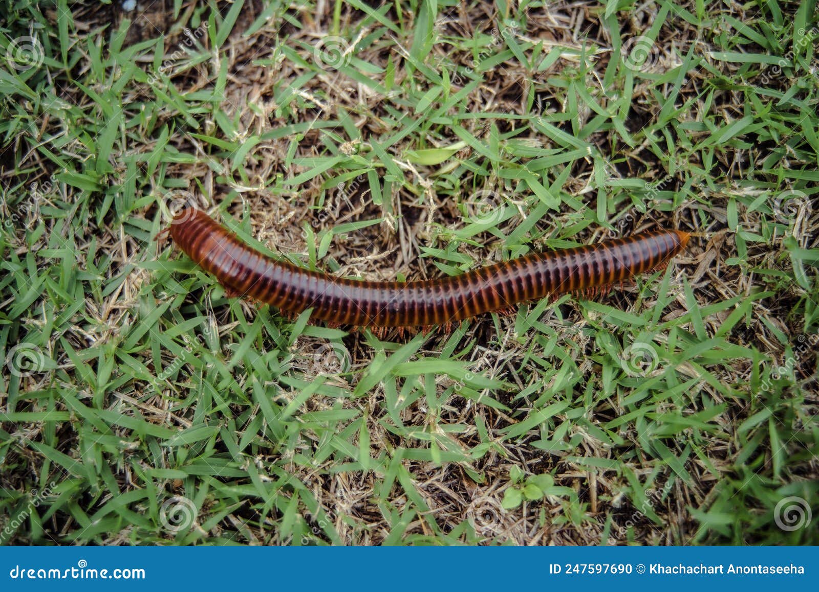 A Large Millipede is Walking Stock Photo - Image of amphibian, animal ...