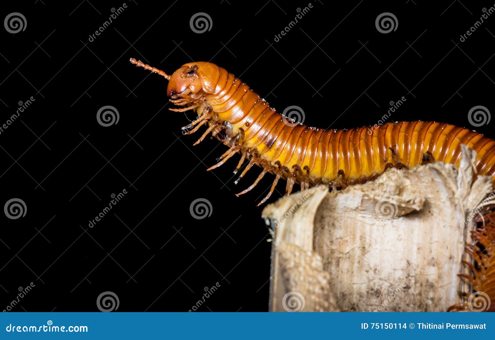 Millipede stock photo. Image of walking, green, nature - 75150114