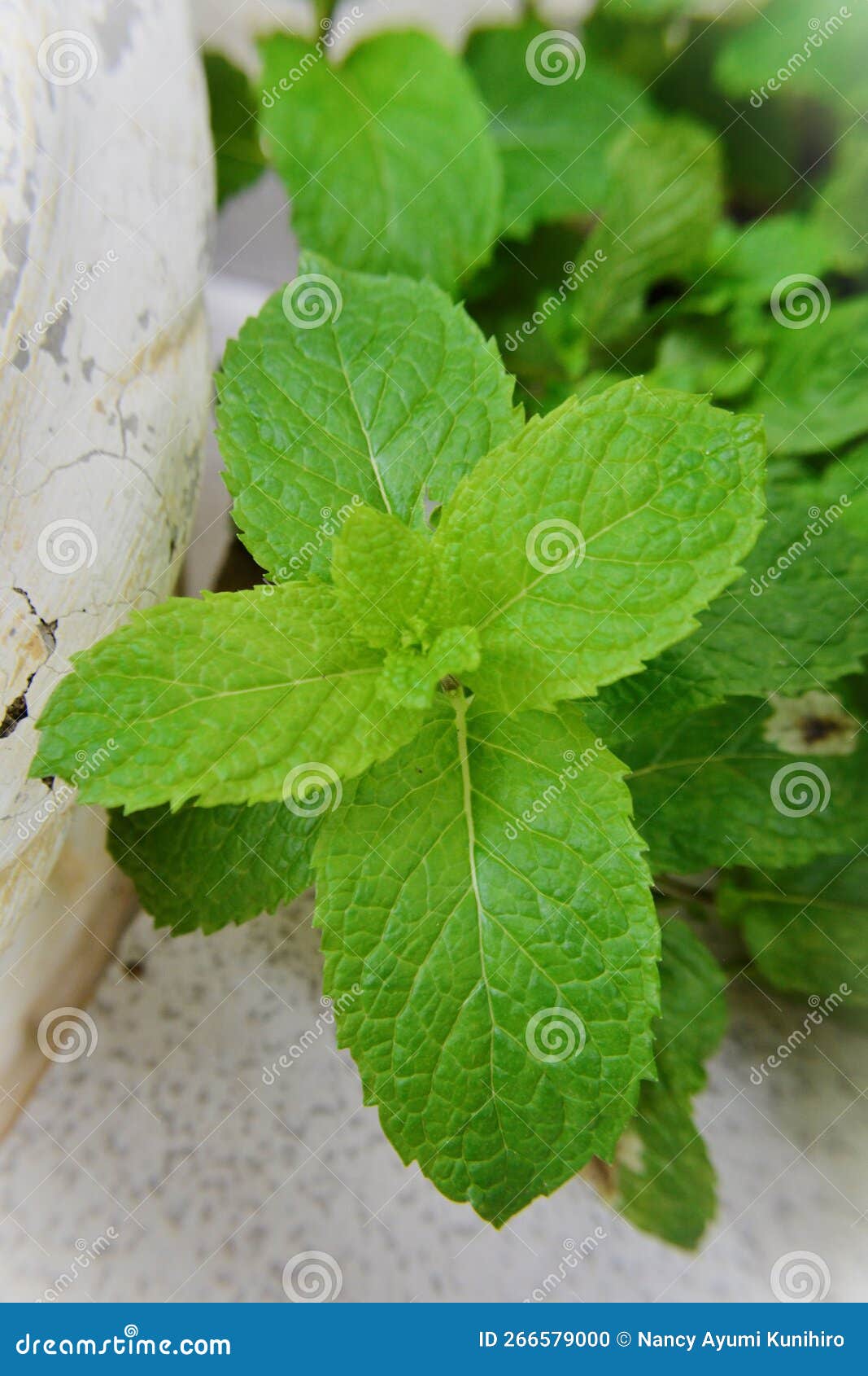 The Large Mint Foliage in the Vase in the Backyard Stock Photo - Image ...