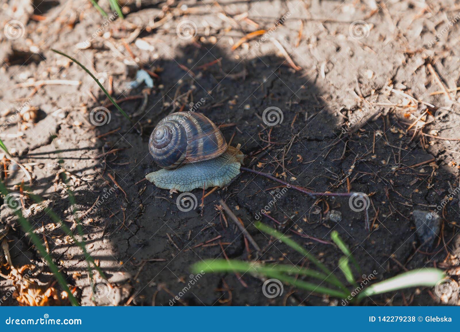 Snail crawling on ground stock photo. Image of autumn - 142279238