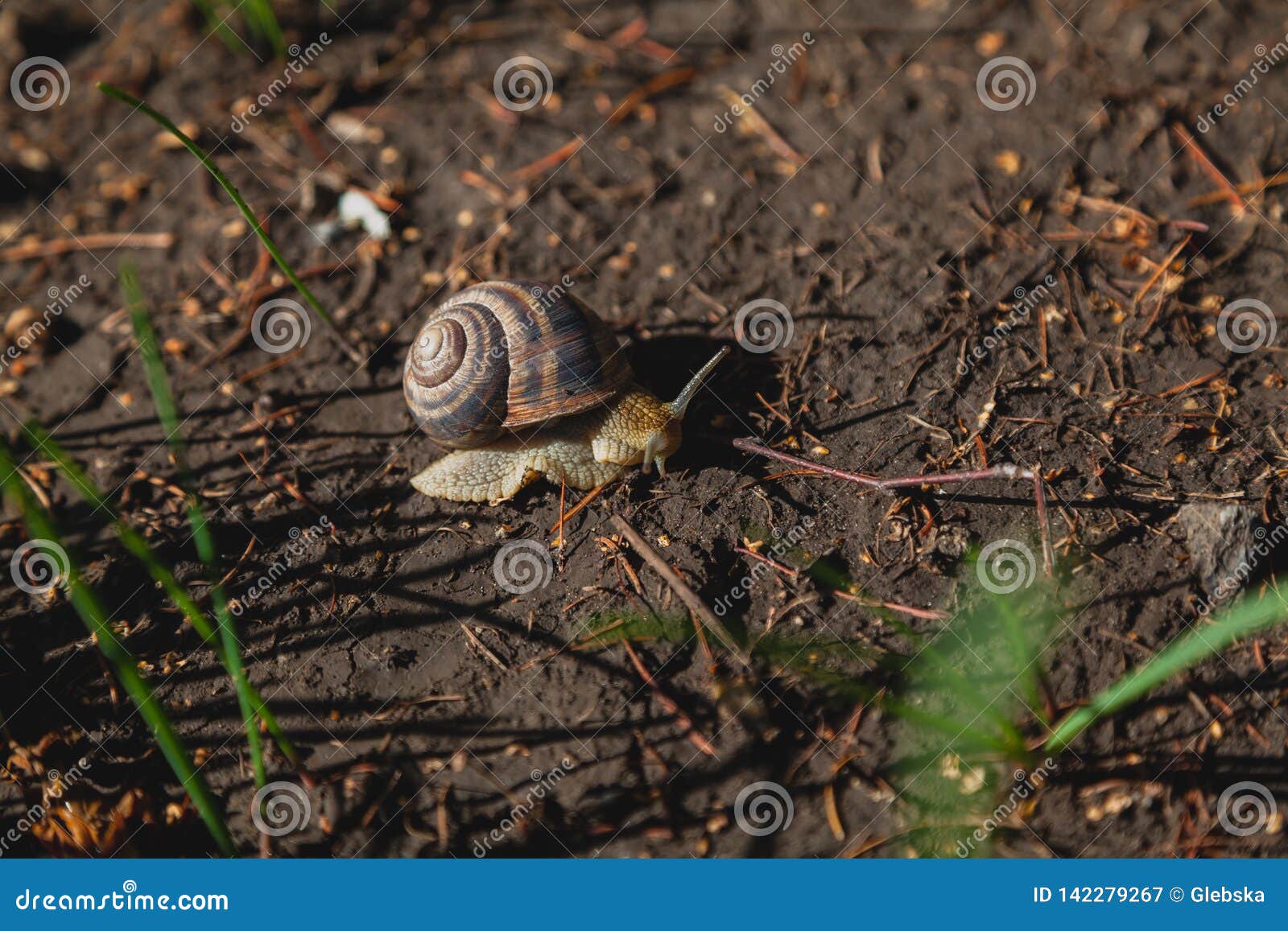 Snail crawling on ground stock image. Image of earth - 142279267