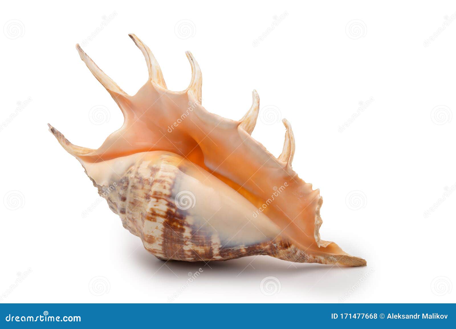 A Large Mollusk Shell of Sand Color with Needles, Side View on an ...