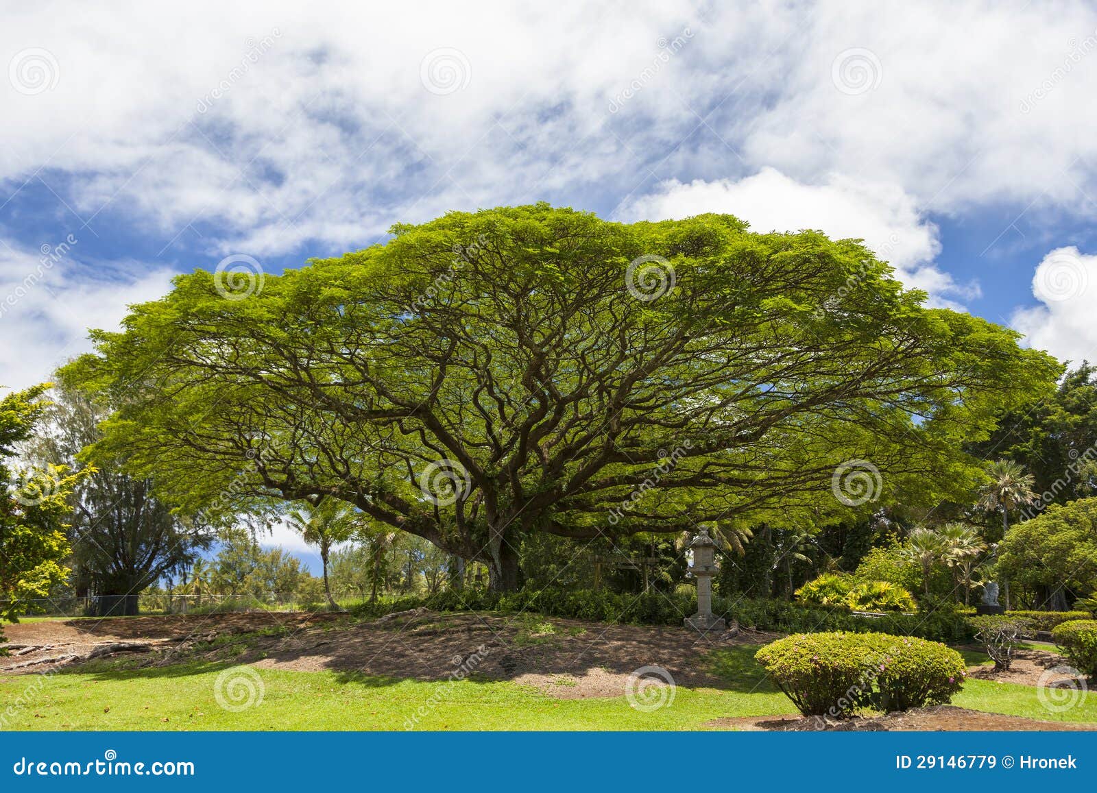 Large monkey pod tree stock image. Image of limb, rain - 29146779