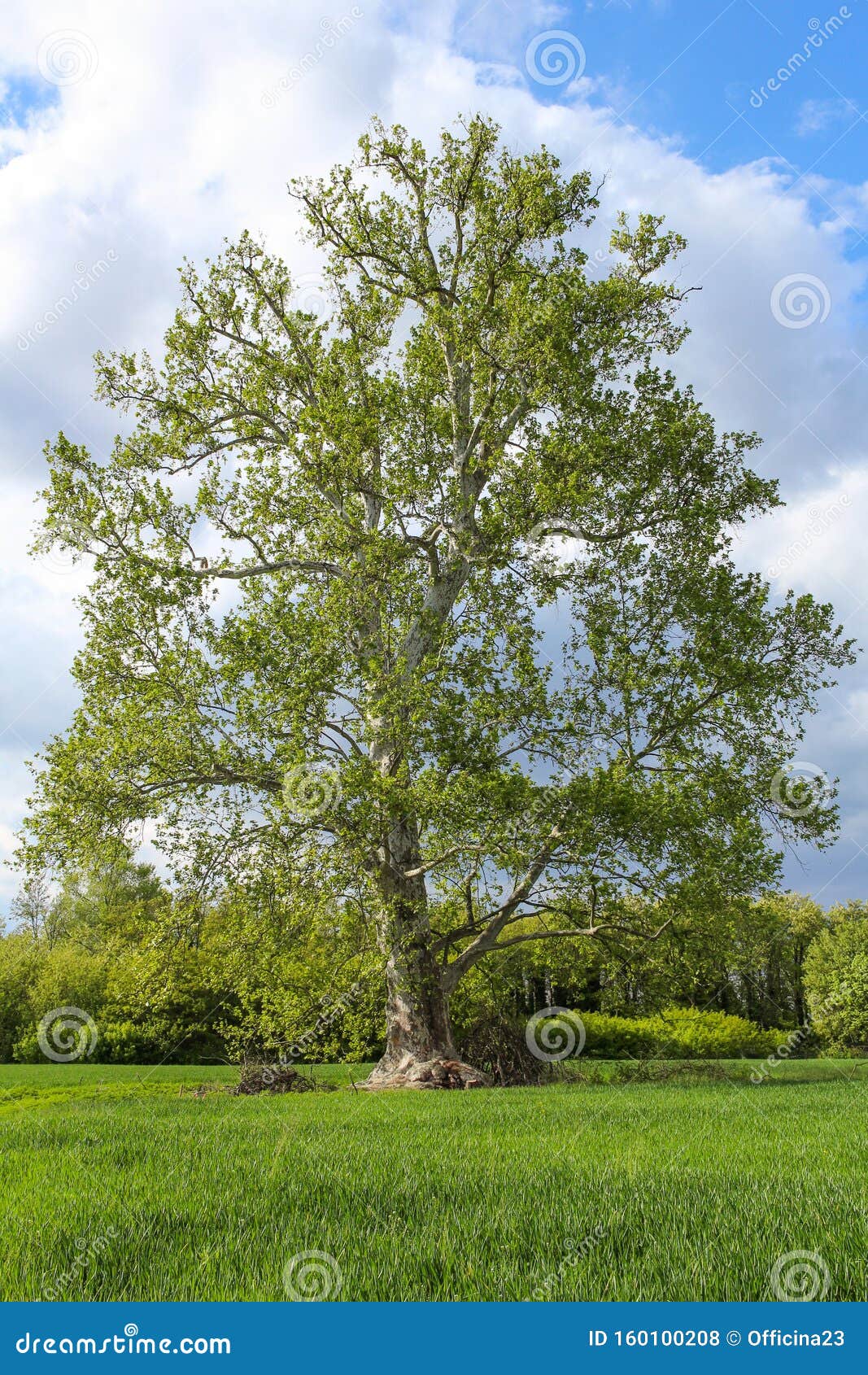 Large Monumental Plane Tree Stock Photo - Image of martino, plane ...