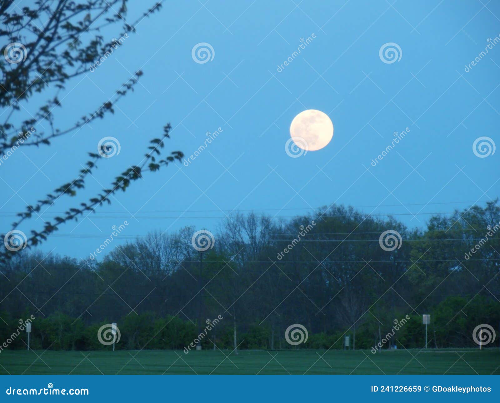 Large Moon Over Trees by a Park Stock Image - Image of full, nature ...