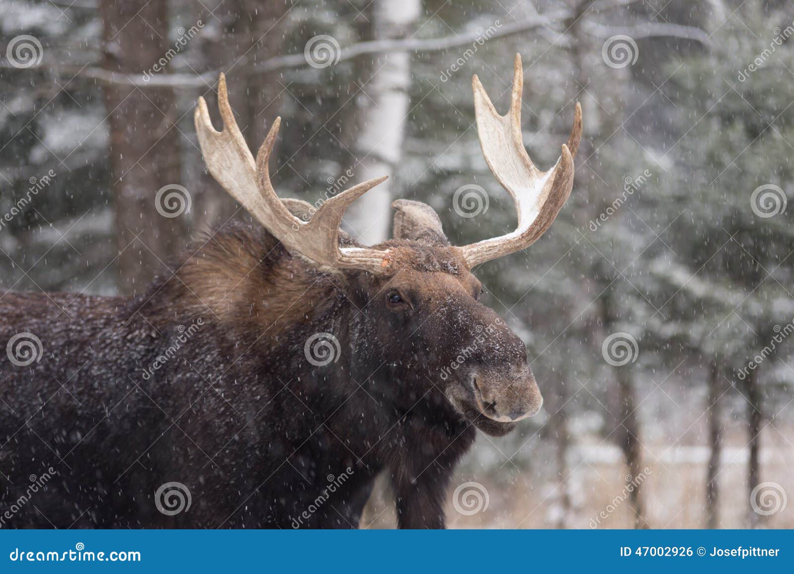 Large Moose Crossing Warning Sign Stock Photography | CartoonDealer.com ...