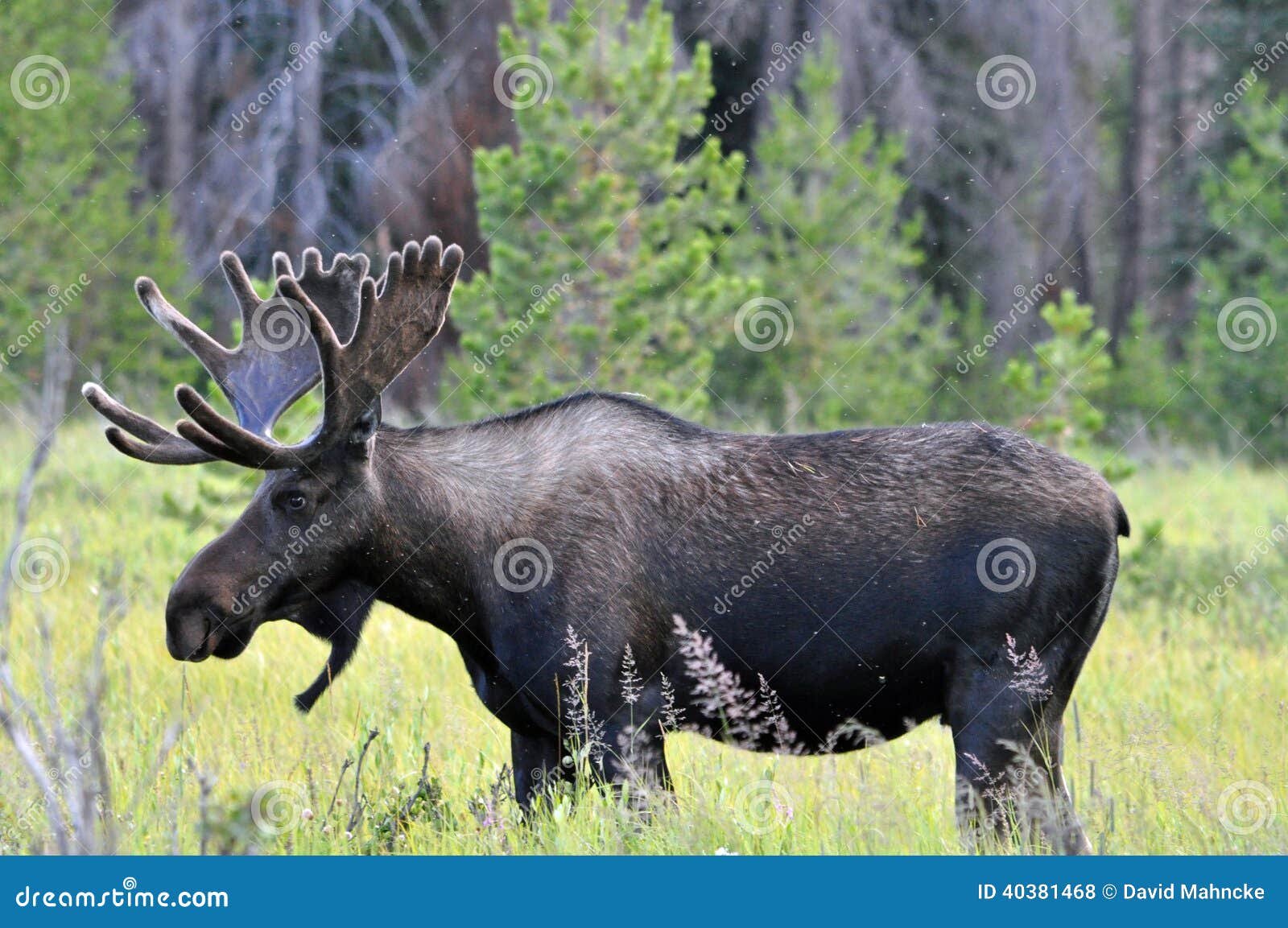Large moose in field stock photo. Image of pine, mammal - 40381468
