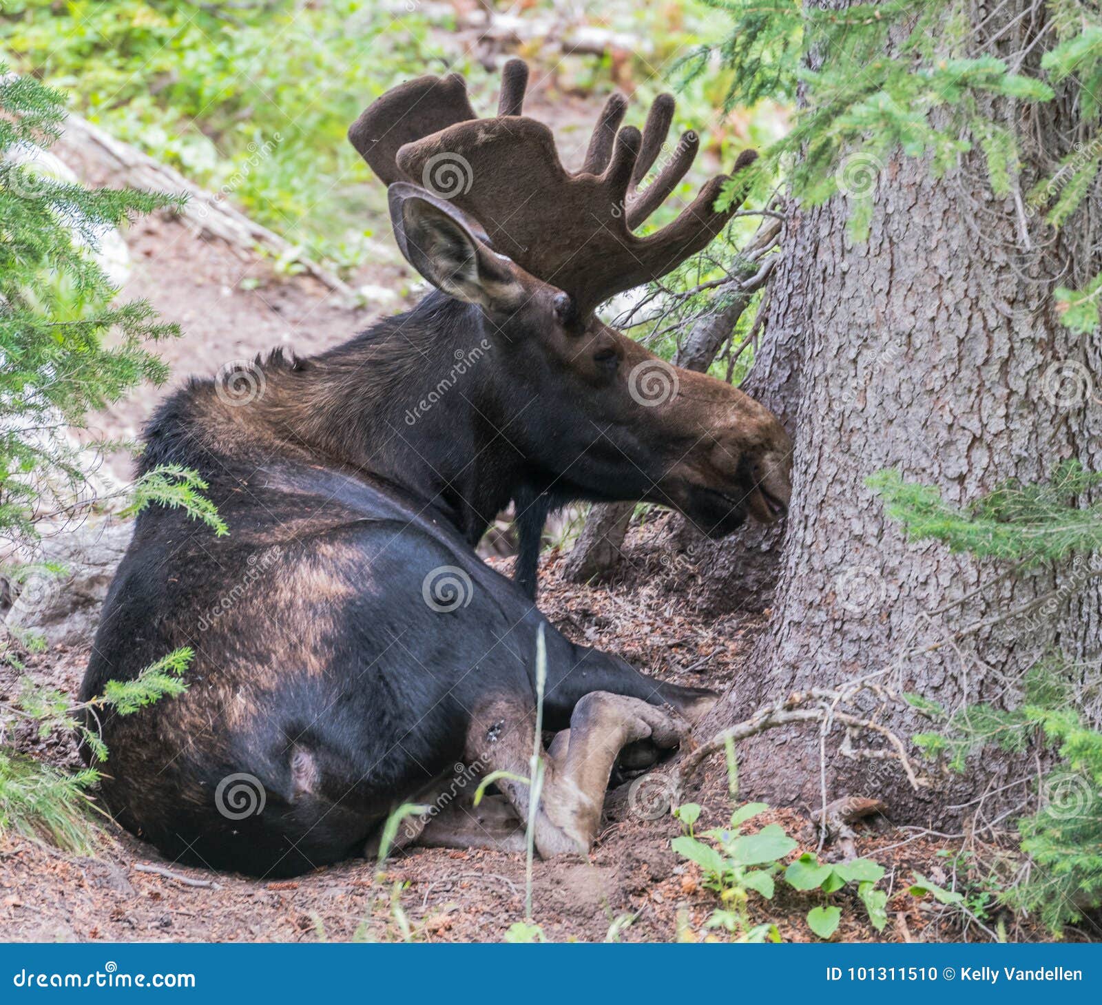 Large Moose Crossing Warning Sign Stock Photography | CartoonDealer.com ...