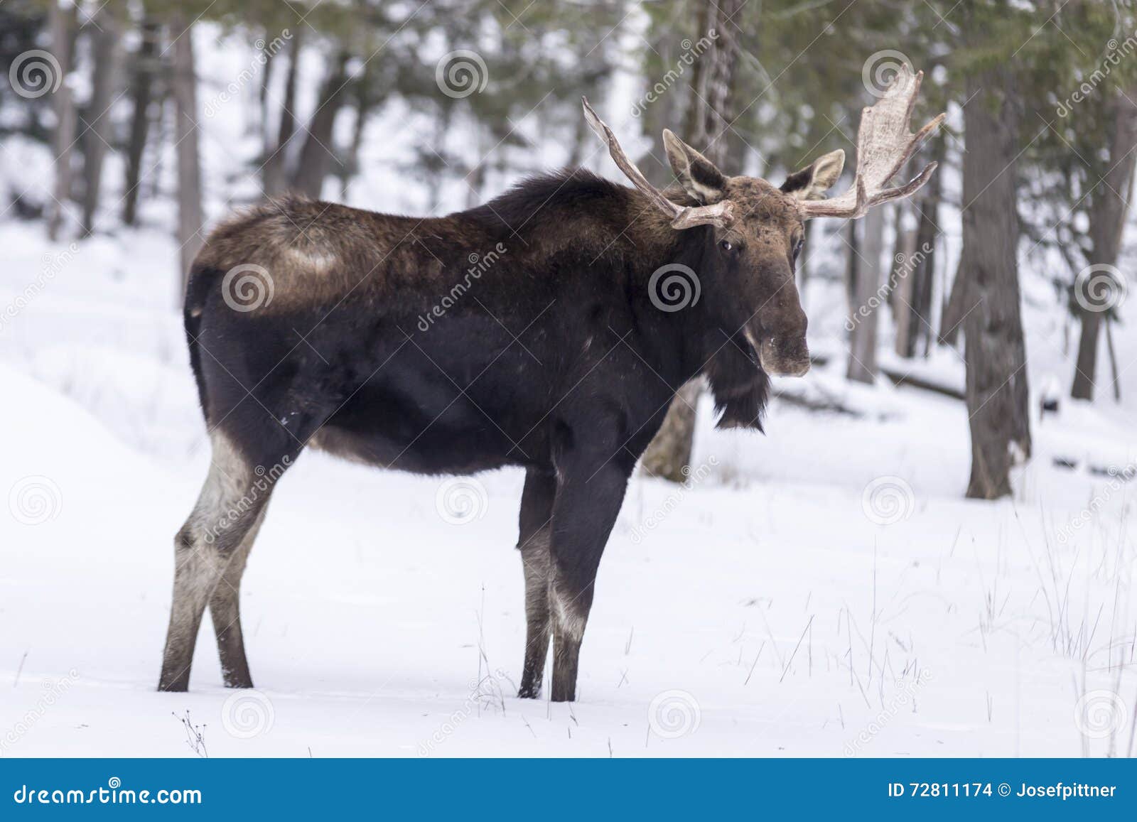 A Large Moose in a Winter Scene Stock Photo - Image of american ...