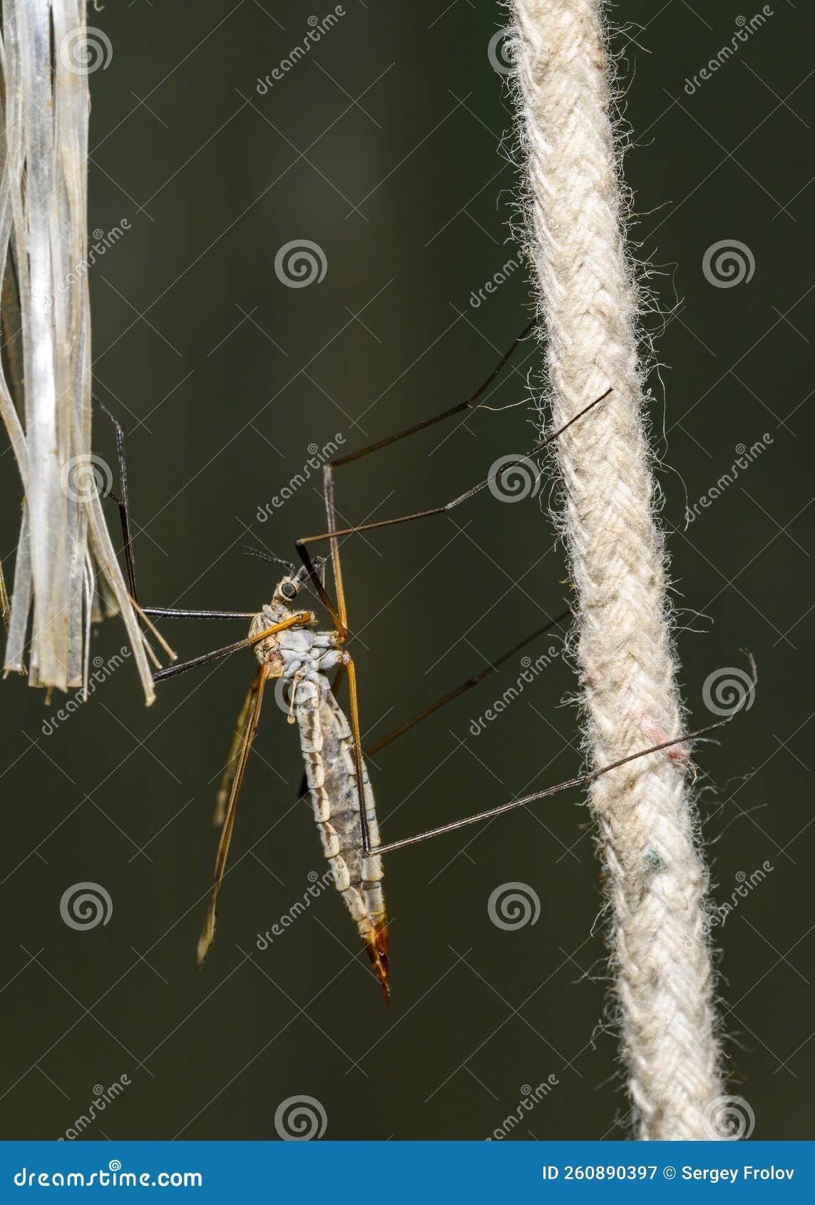 A Large Mosquito on a Fluffed Rope Stock Image - Image of wing ...