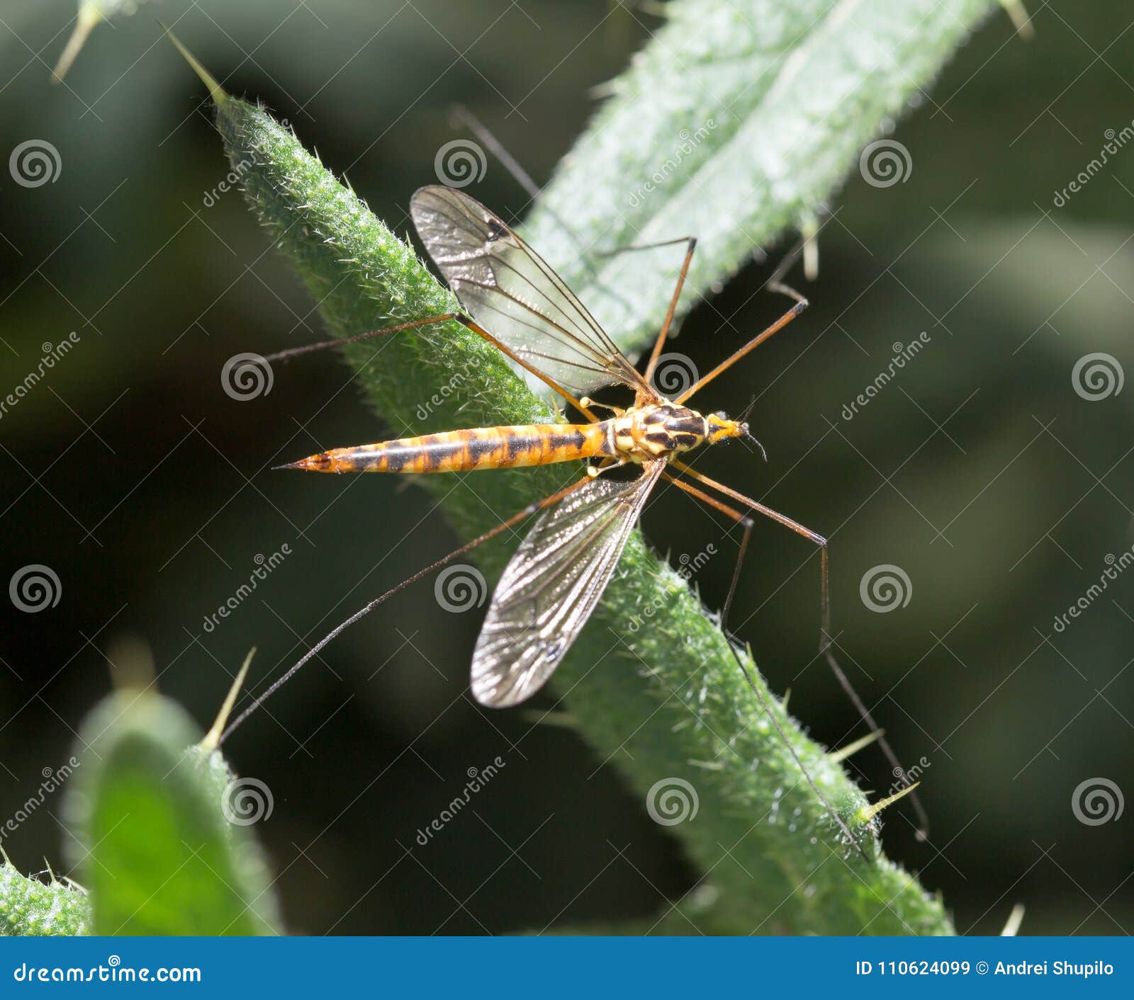Large Mosquito on a Green Plant. Macro Stock Image - Image of dangerous ...