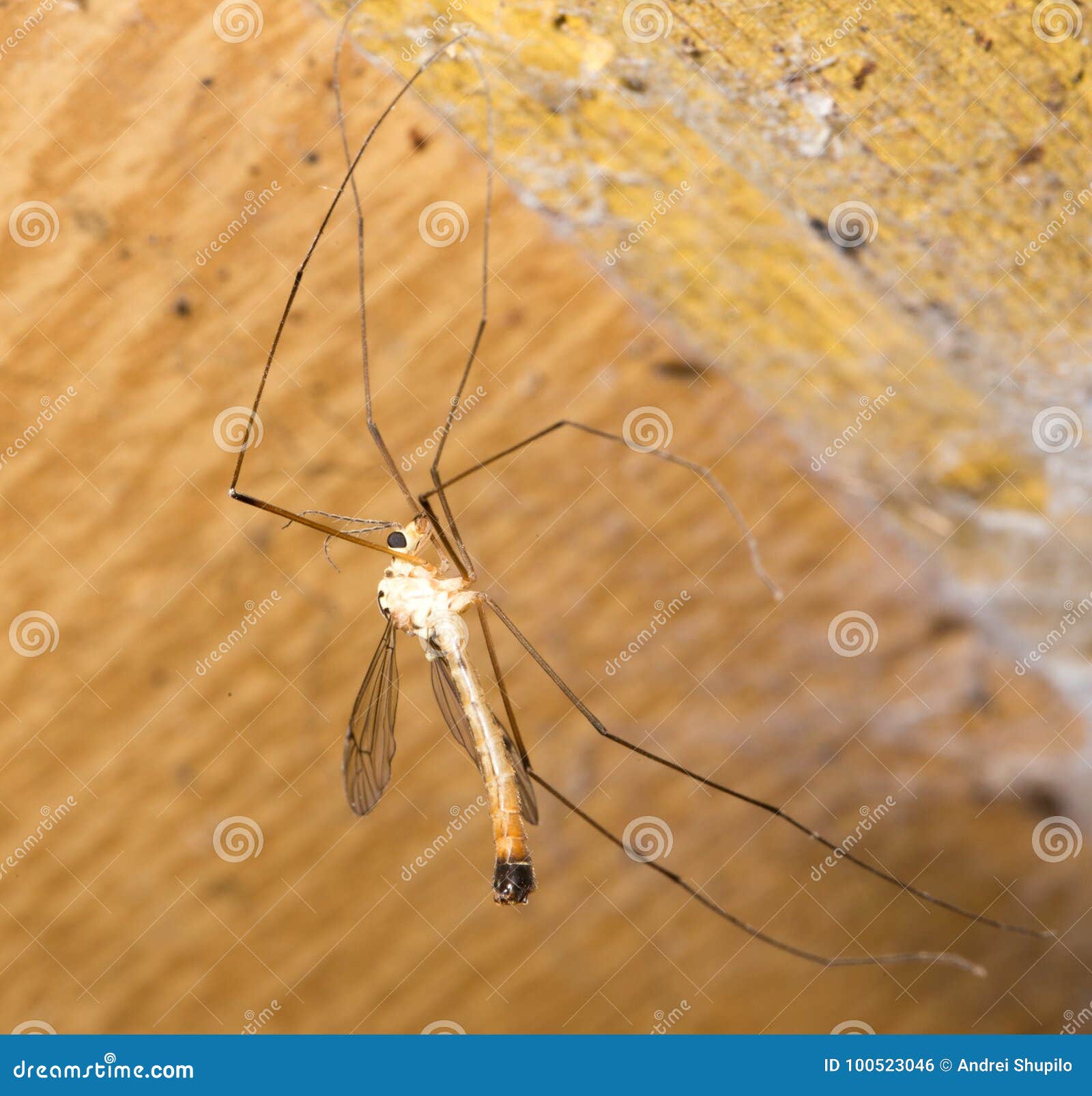 Large mosquito. macro stock photo. Image of leaf, daddy - 100523046