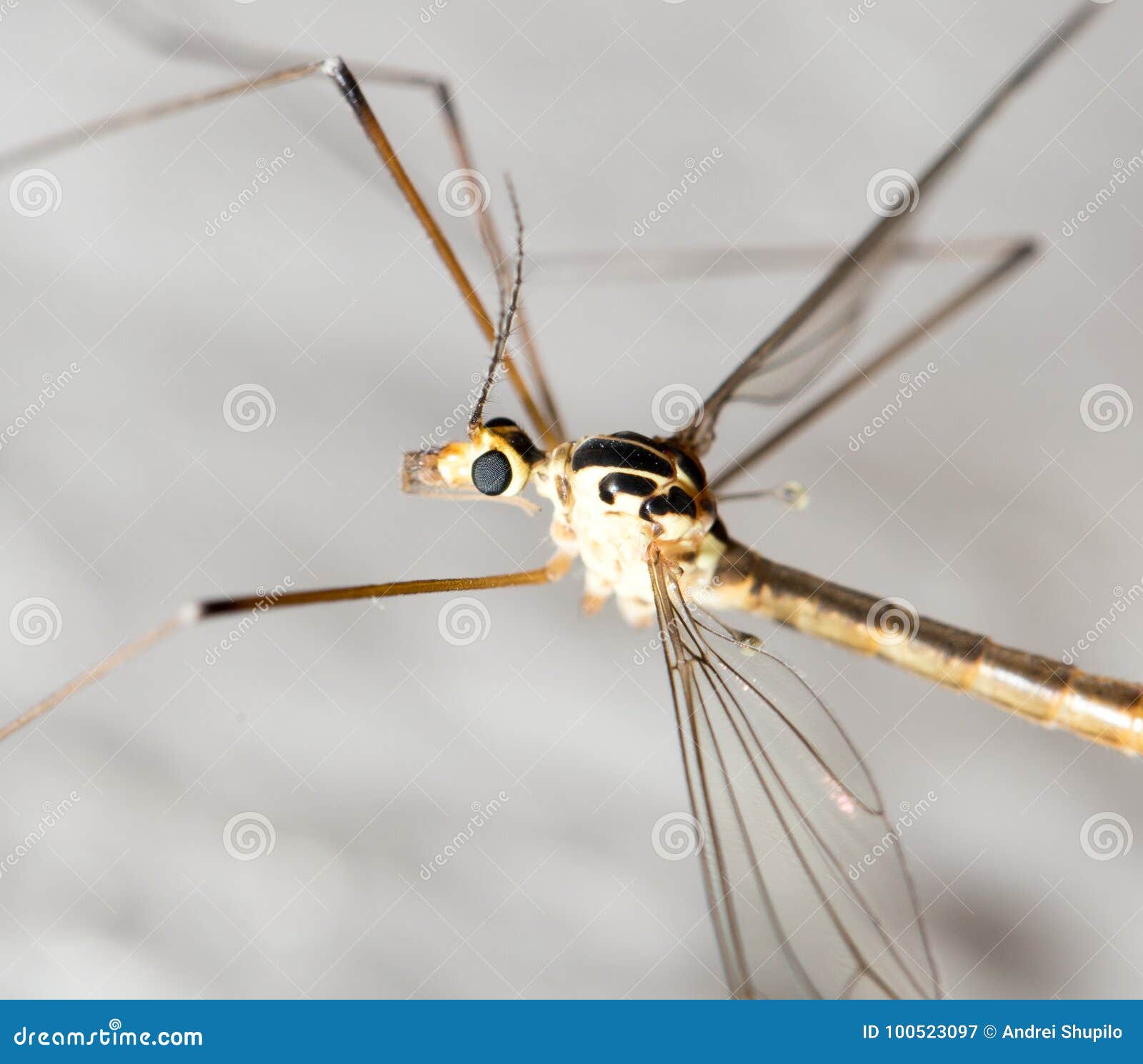 Large mosquito. macro stock image. Image of dengue, bloodsucking ...
