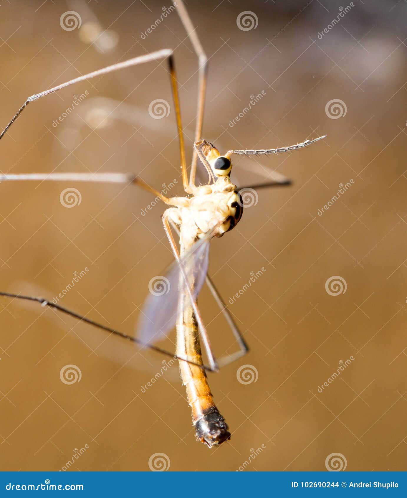 Large mosquito. macro stock photo. Image of light, animal - 102690244