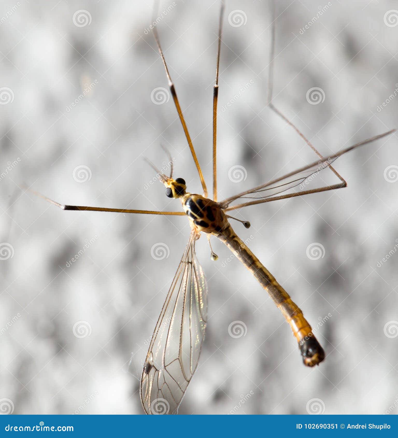 Large mosquito. macro stock image. Image of nature, pets - 102690351