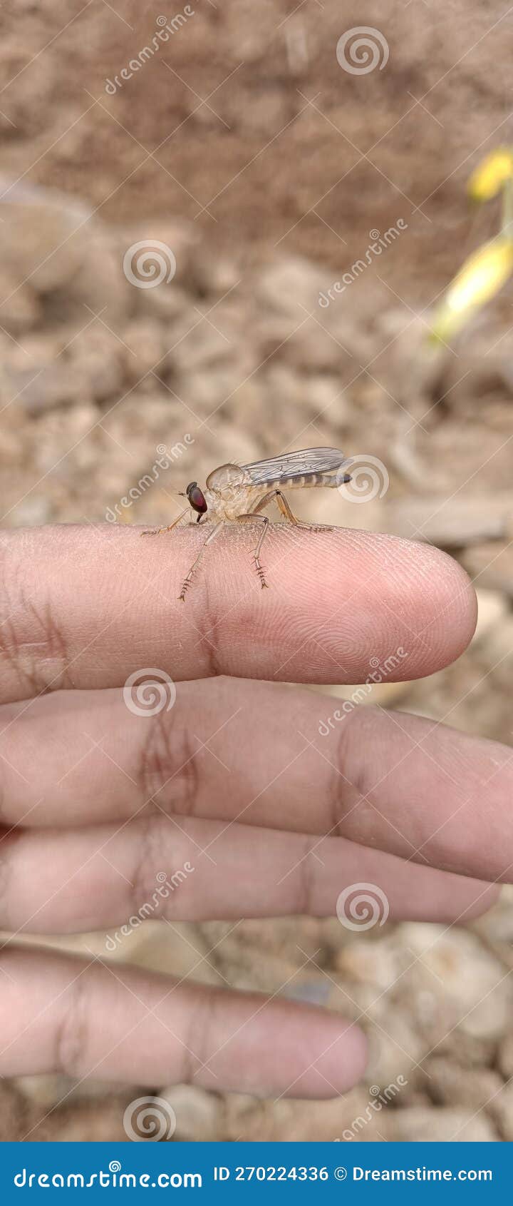 A Large Mosquito Perched on the Hand? Stock Photo - Image of island ...