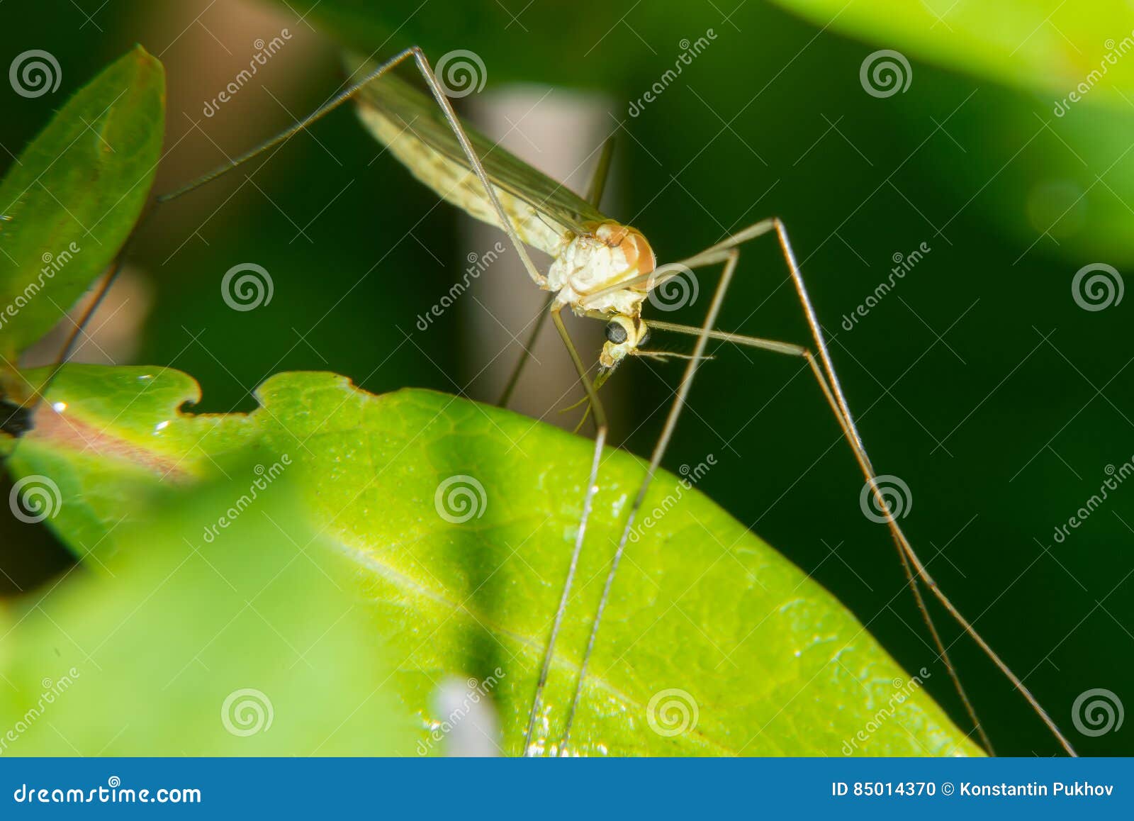 Large mosquito stock photo. Image of macro, backgrounds - 85014370