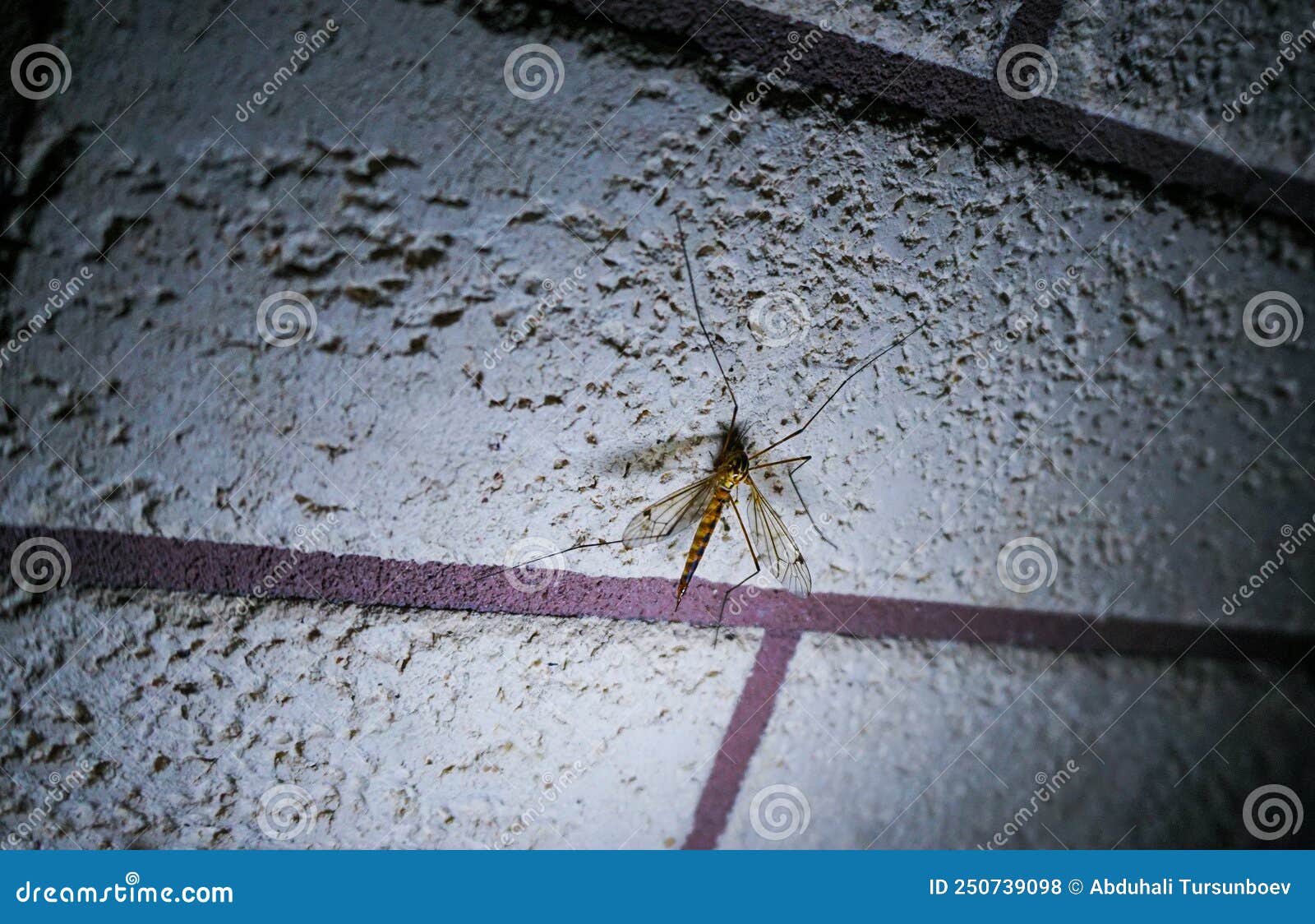 A Large Mosquito on the Wall Stock Photo - Image of disease, black ...