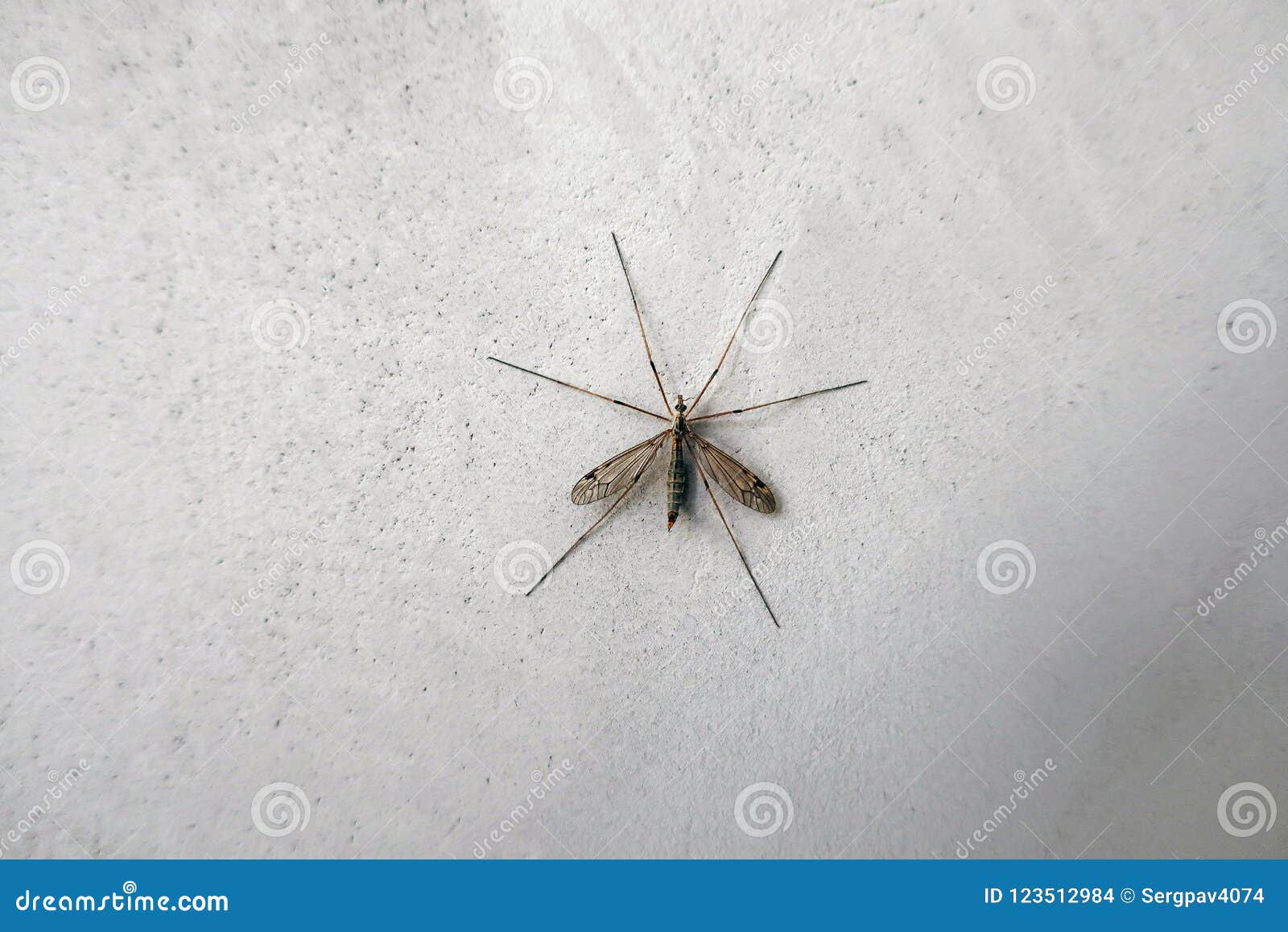 Big mosquito on the wall stock photo. Image of invertebrate - 123512984