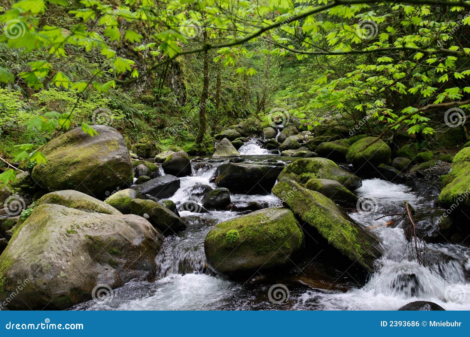 Large Moss Covered Stones in a Mountain Stream Stock Photo - Image of ...