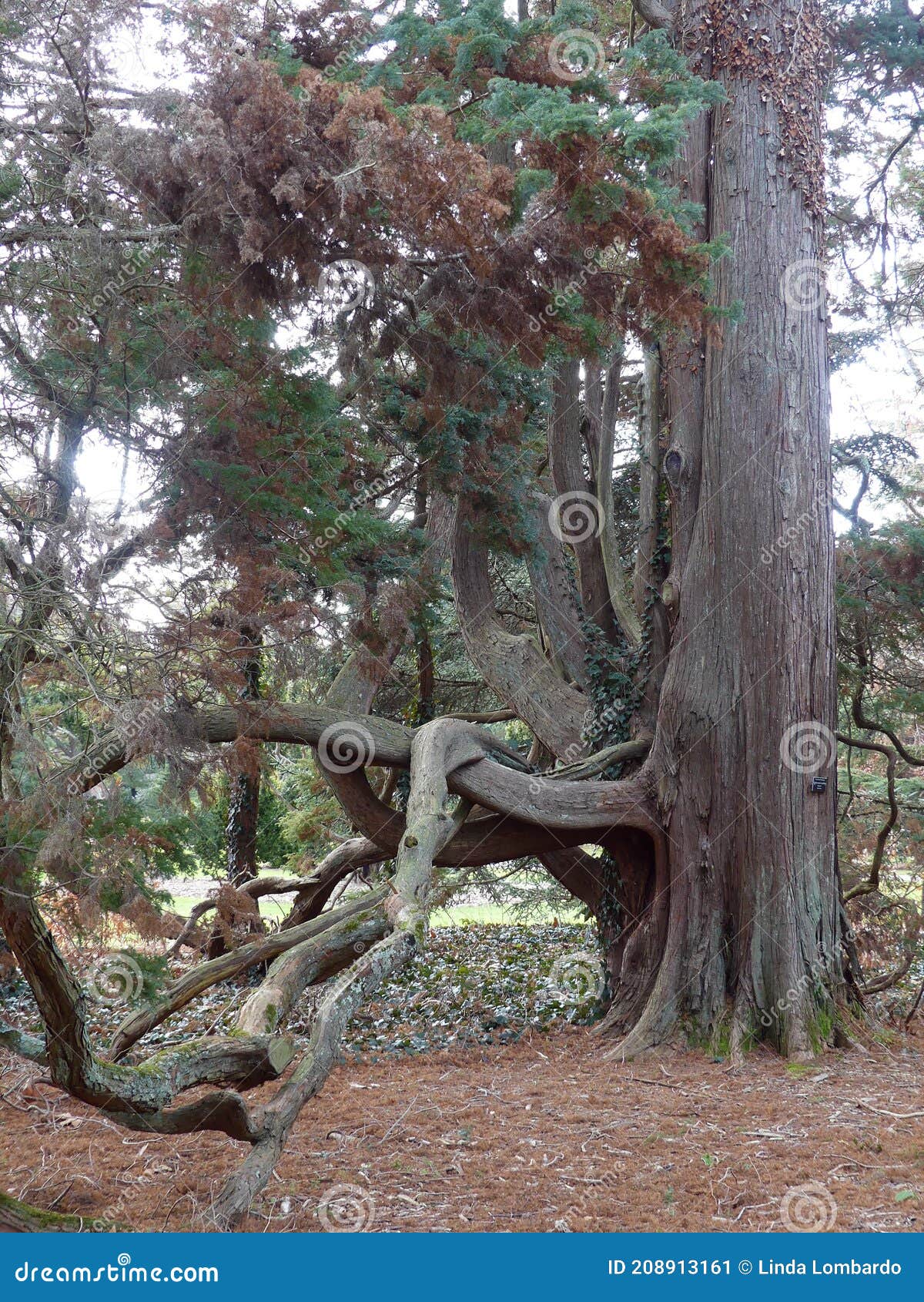 Large Moss Sawara False Cypress Tree with Twisting Branches Stock Image ...