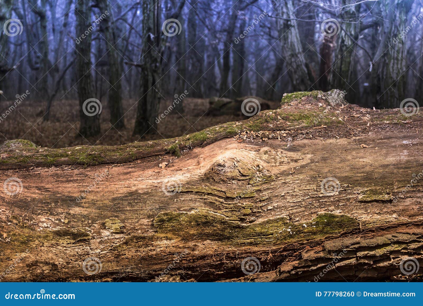 Large Moss Wrapped Tree Lying, Deciduous Forest Stock Photo - Image of ...