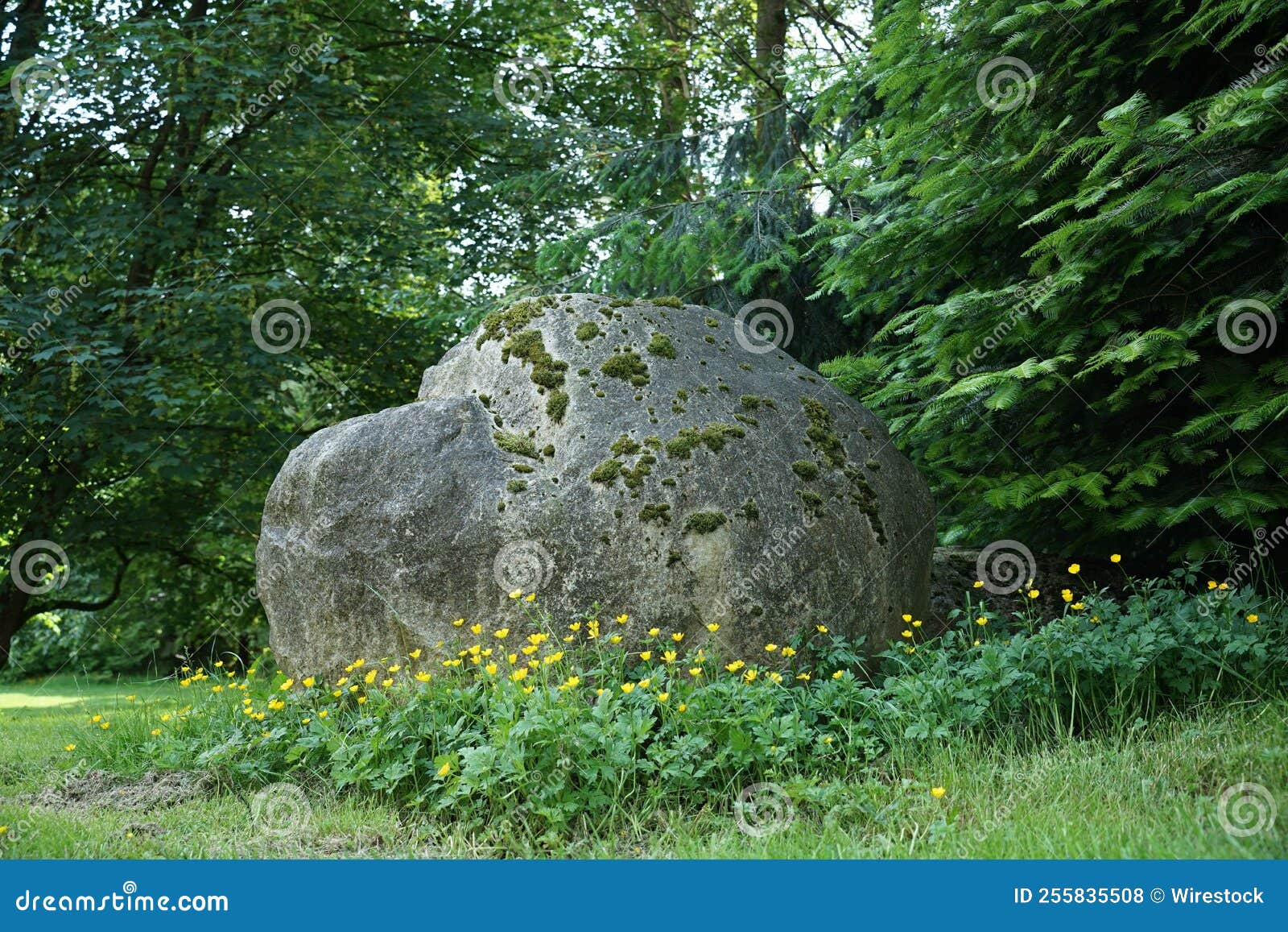 Large Mossy Rock in a Forest in Daylight Stock Photo - Image of forest ...