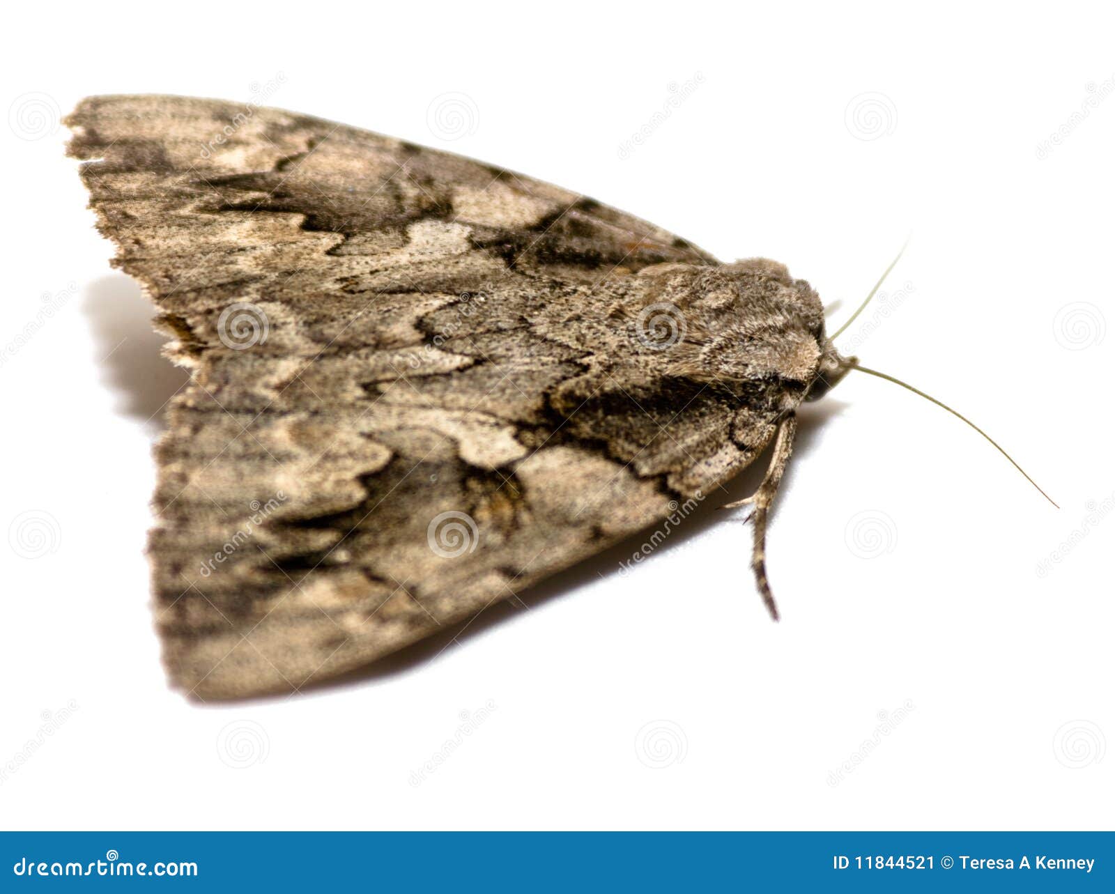 Large Moth stock image. Image of insect, giant, white - 11844521