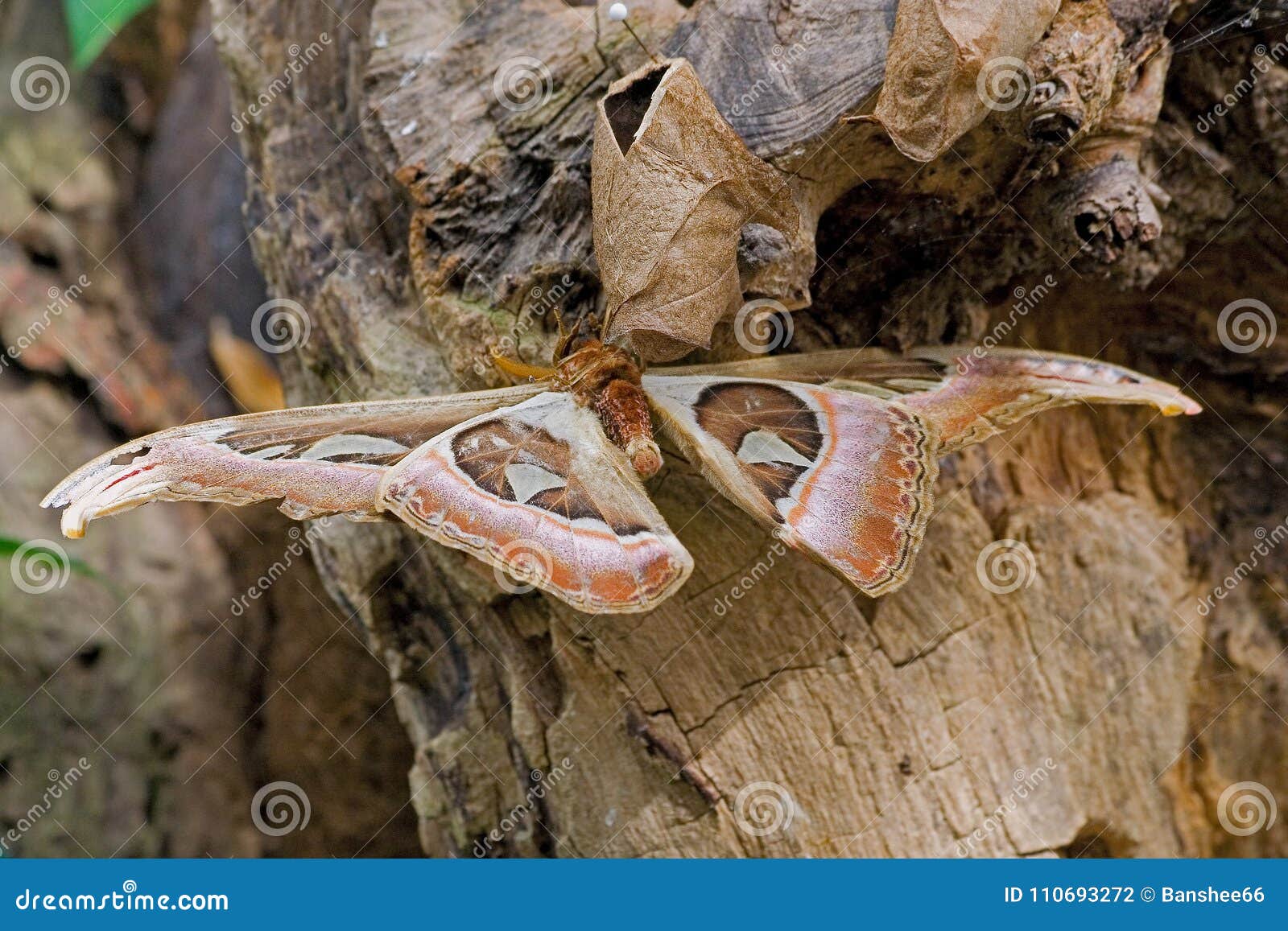 Large Moth Attacked on a Log Stock Photo - Image of macro, spring ...