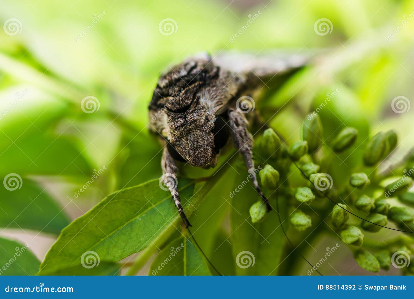 Large Moth stock photo. Image of nature, entomology, animal - 88514392