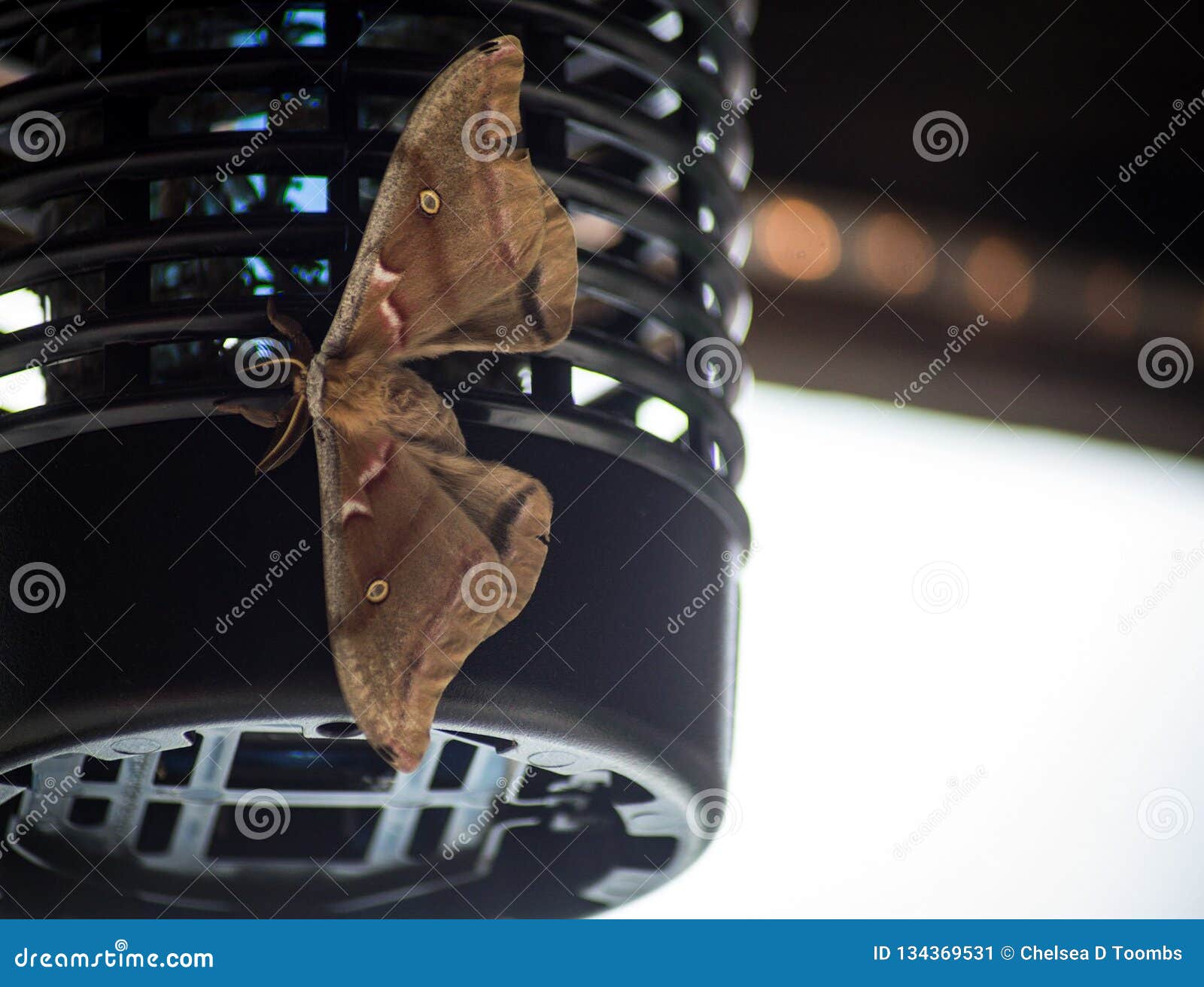 A Large Moth Lands on Equipment Stock Image - Image of tree, country ...