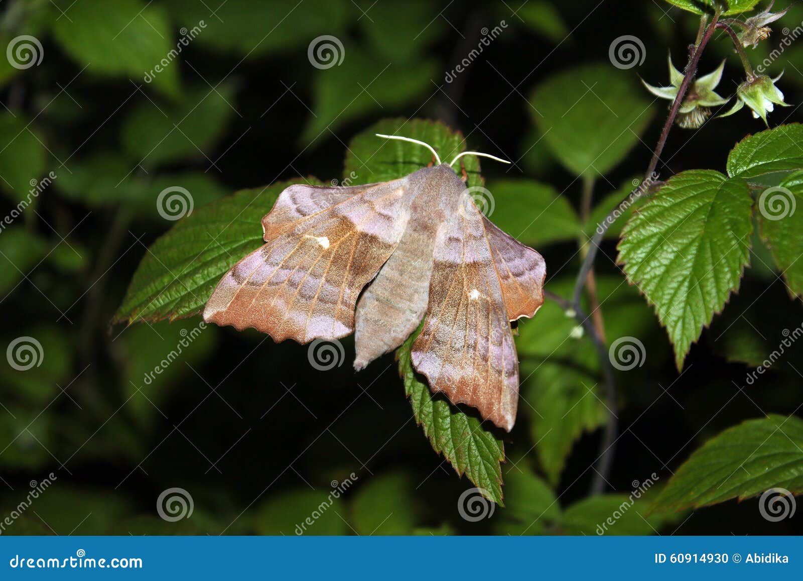 A large moth on the leaves stock photo. Image of delicate - 60914930