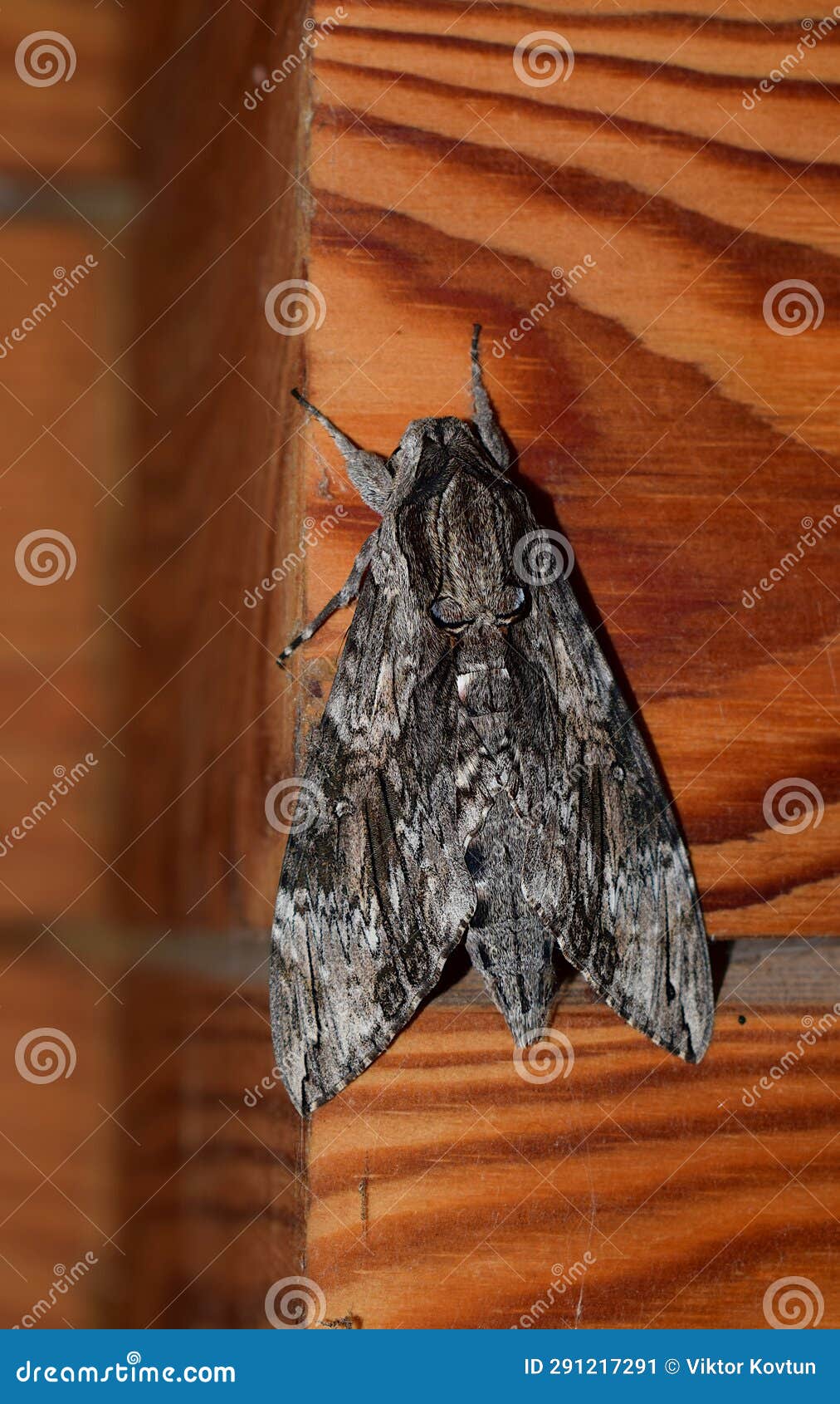 Large Moth Pine Hawk Moth Close-up Stock Image - Image of wildlife ...